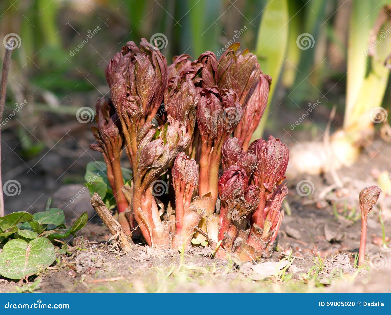 Peonies sprout stock photo. Image of spectabile, beauty - 69005020