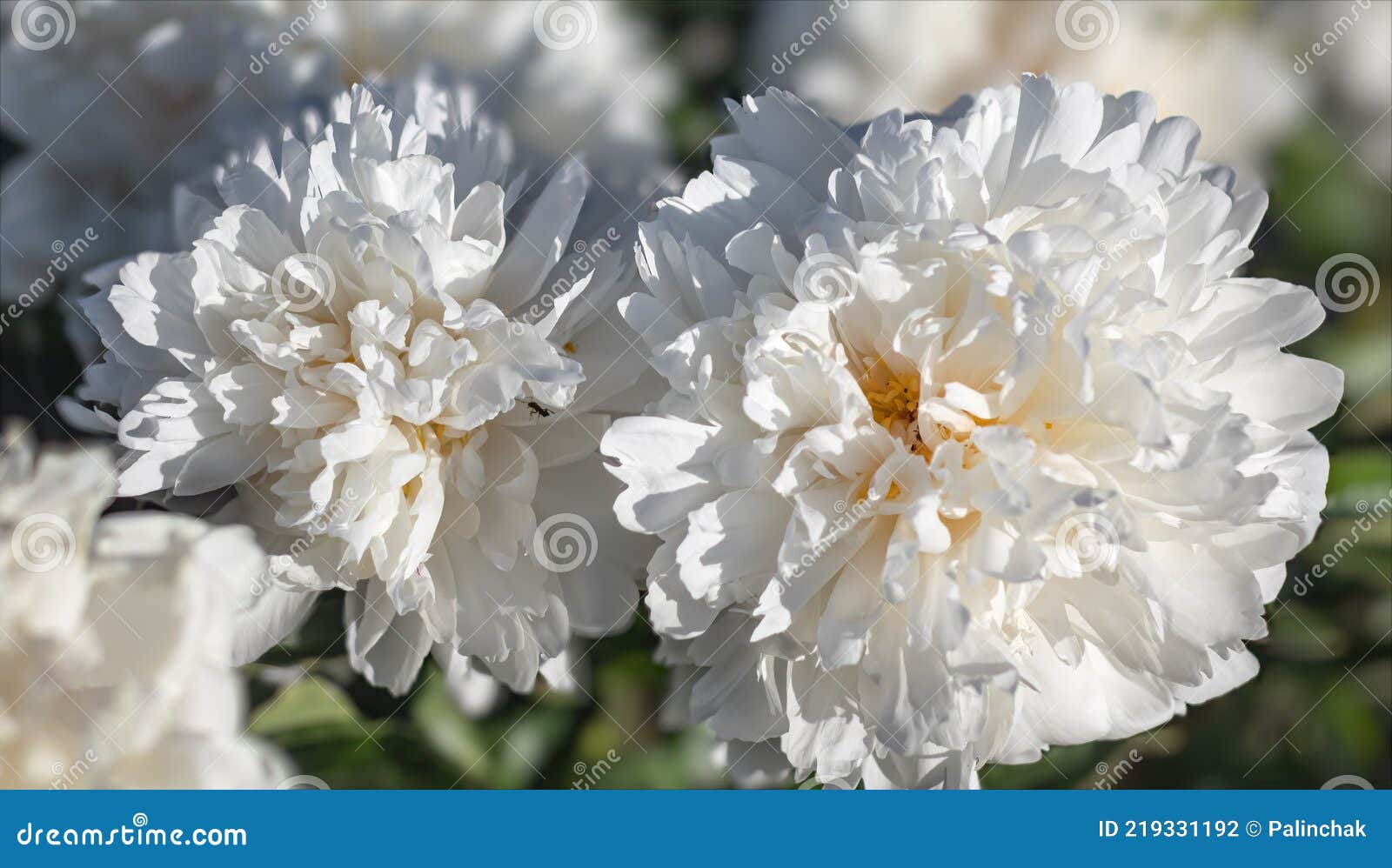 Peonies in sunlight stock photo. Image of botany, flower - 219331192