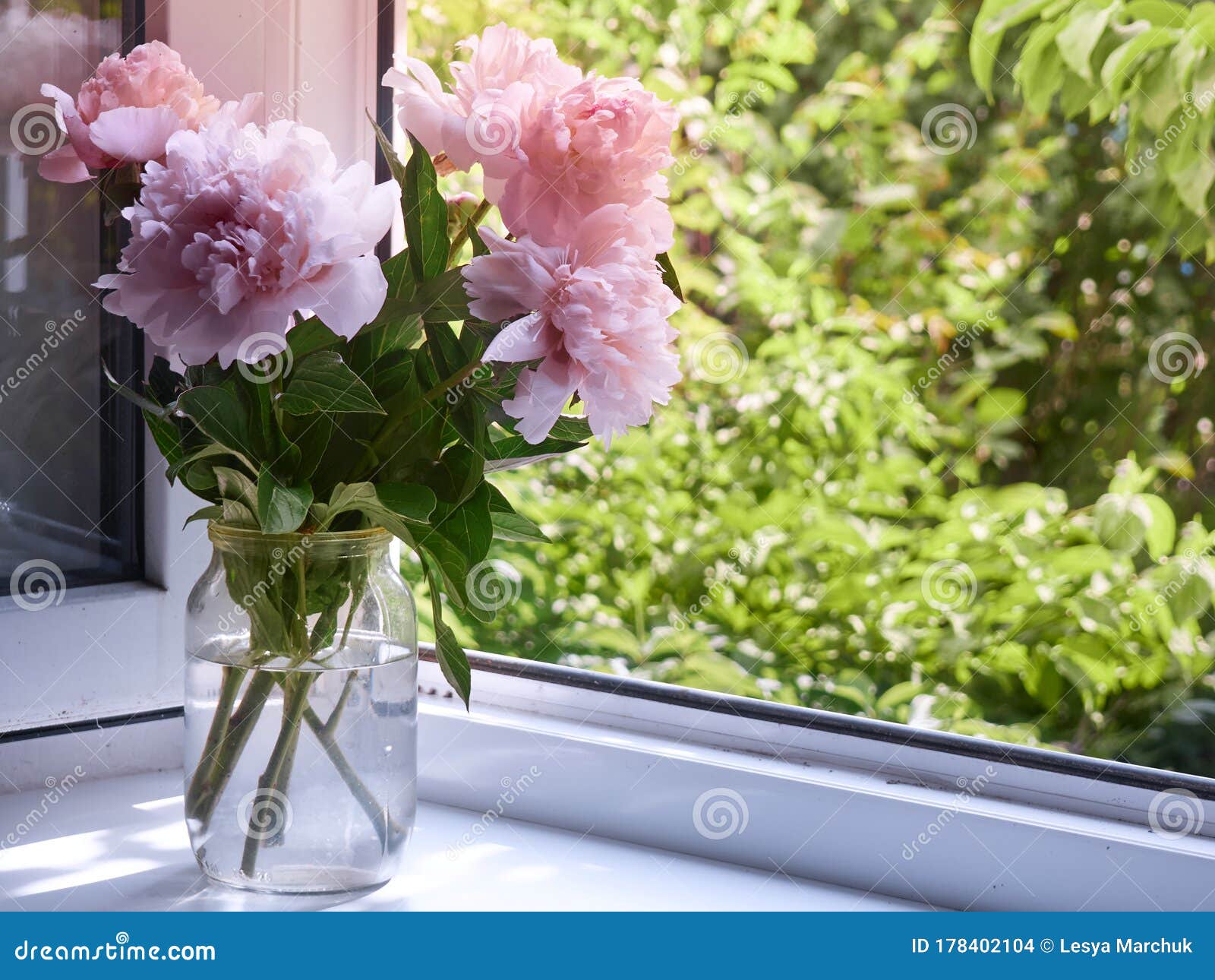 Peonies in a vase. stock photo. Image of decor, light - 178402104