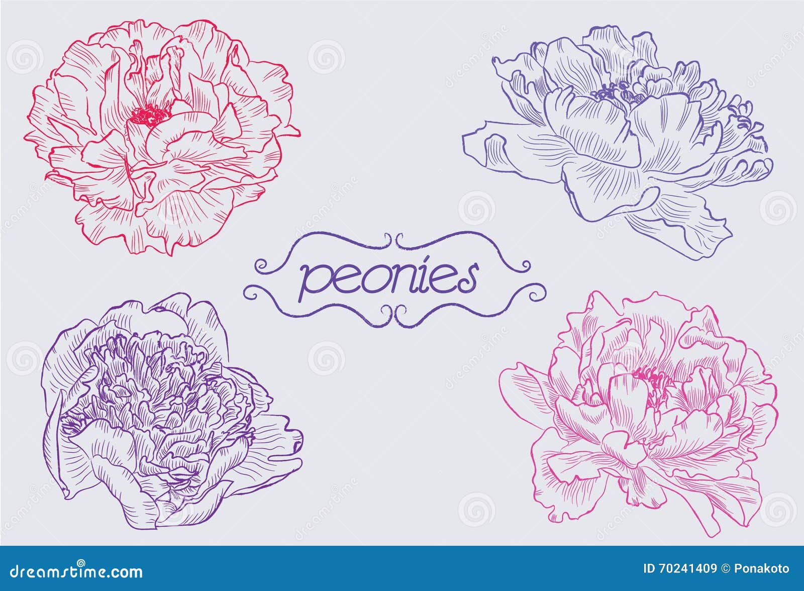 Peonies stock vector. Illustration of beautiful, wheel - 70241409