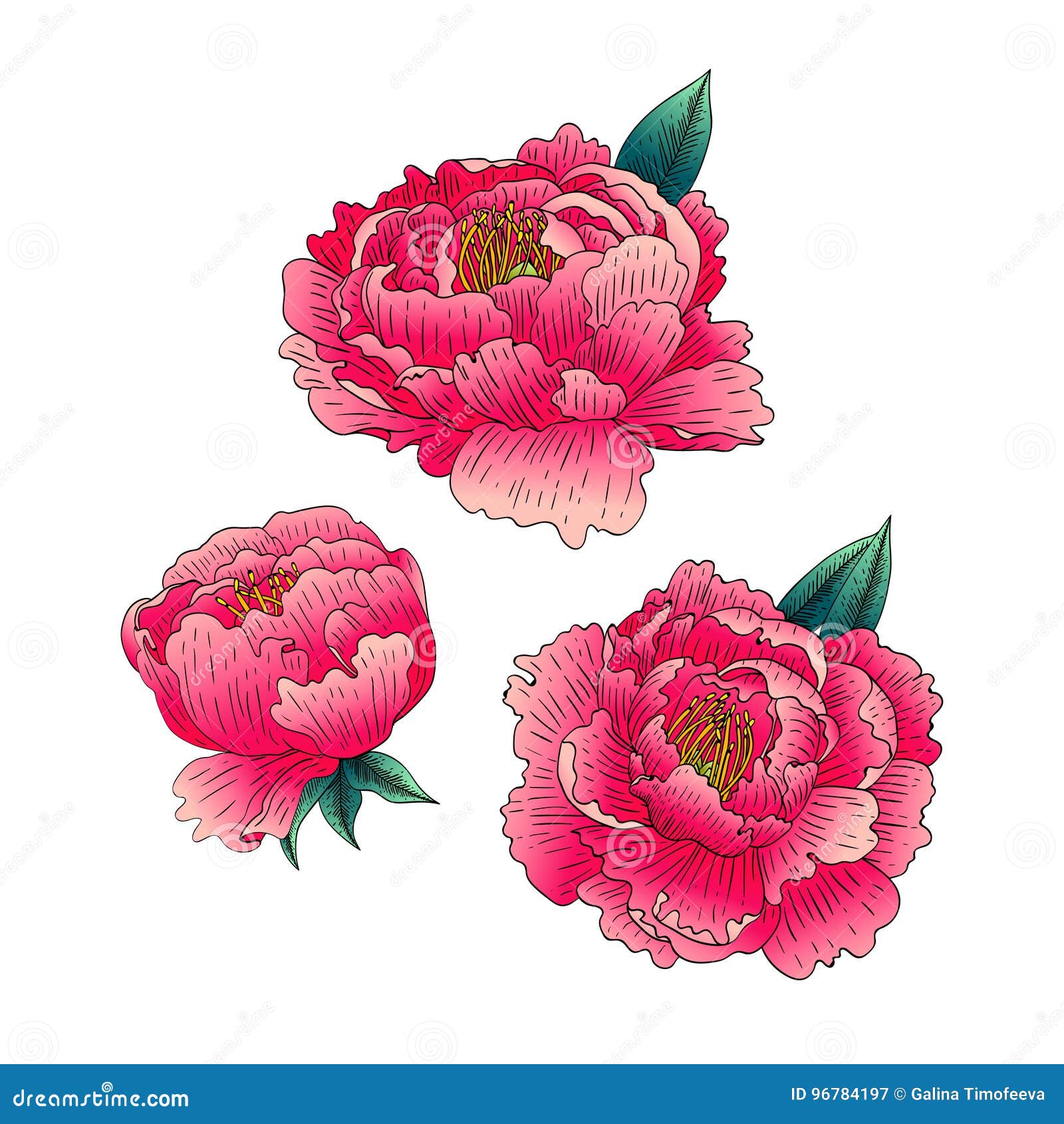 Peonies stock vector. Illustration of bloom, elements - 96784197