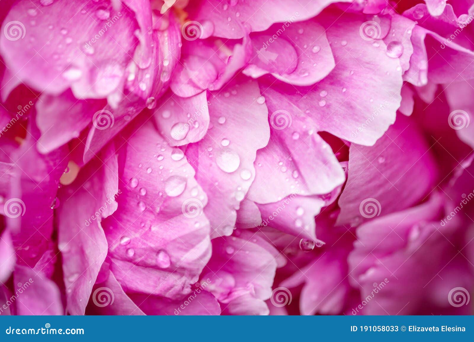 Peonies with Water Drops Close-up. Peony Flowers Background Stock Image ...
