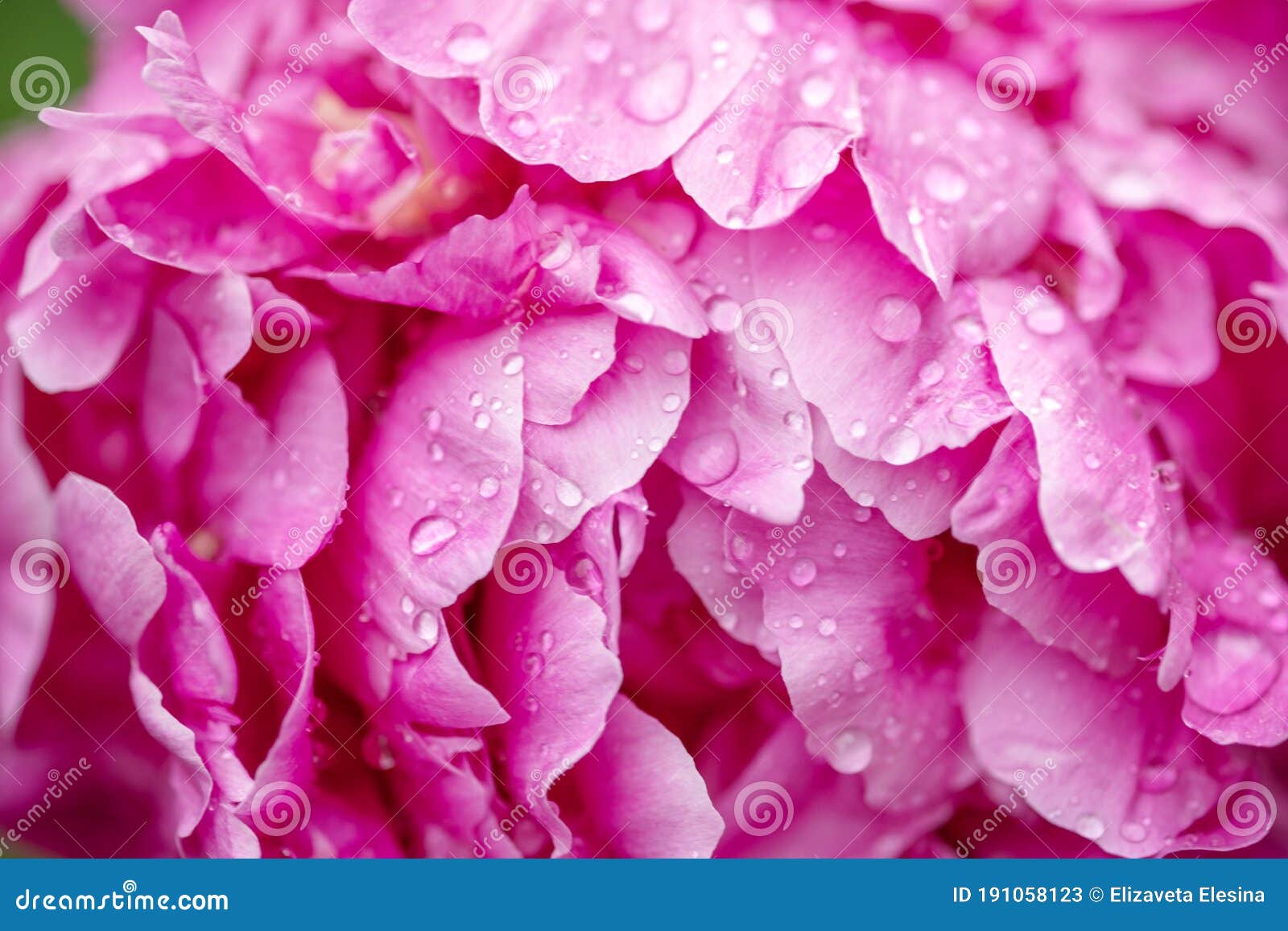 Peonies with Water Drops Close-up. Peony Flowers Background Stock Image ...
