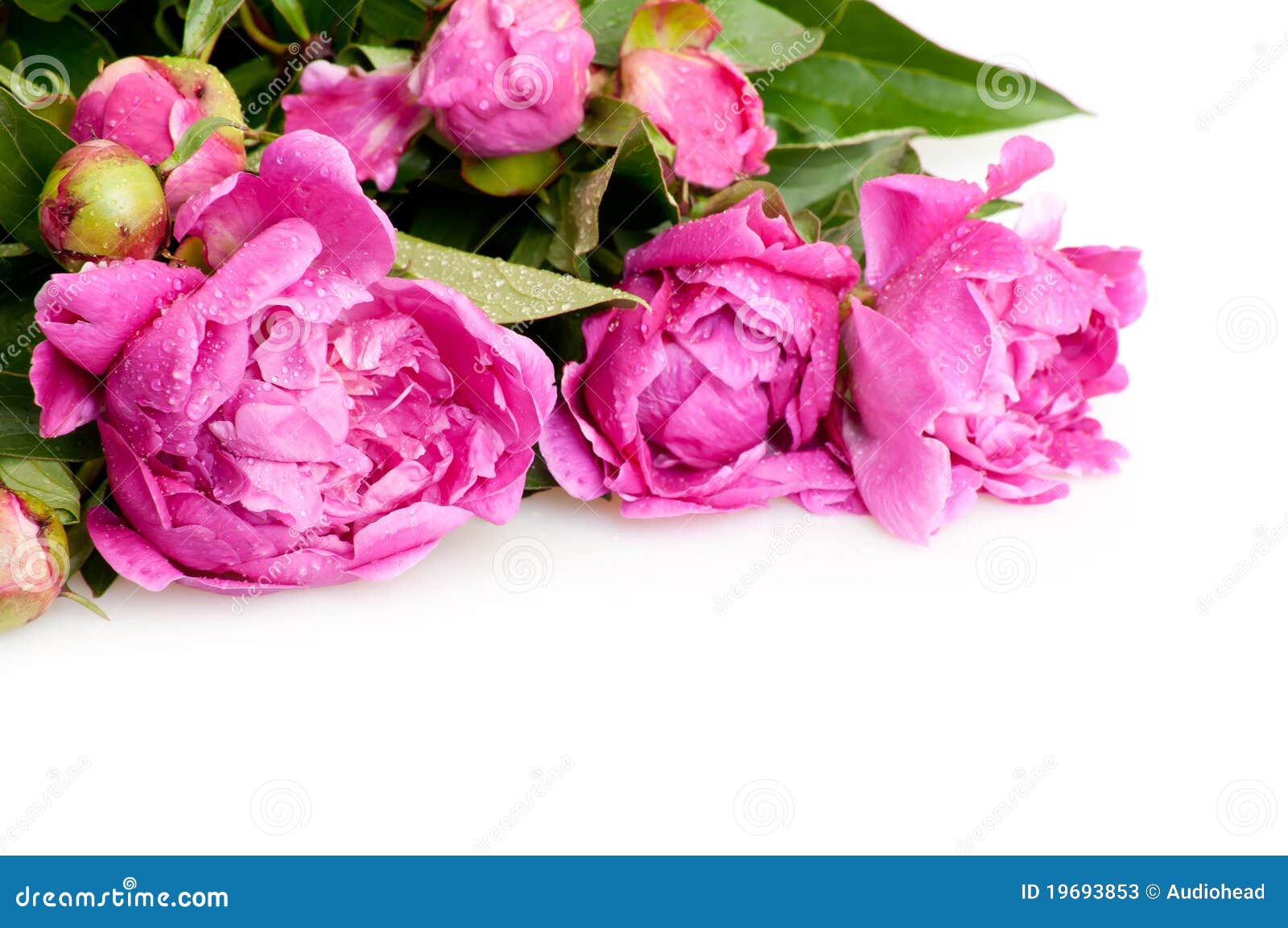 Peonies on White Background Stock Image - Image of flora, nature: 19693853