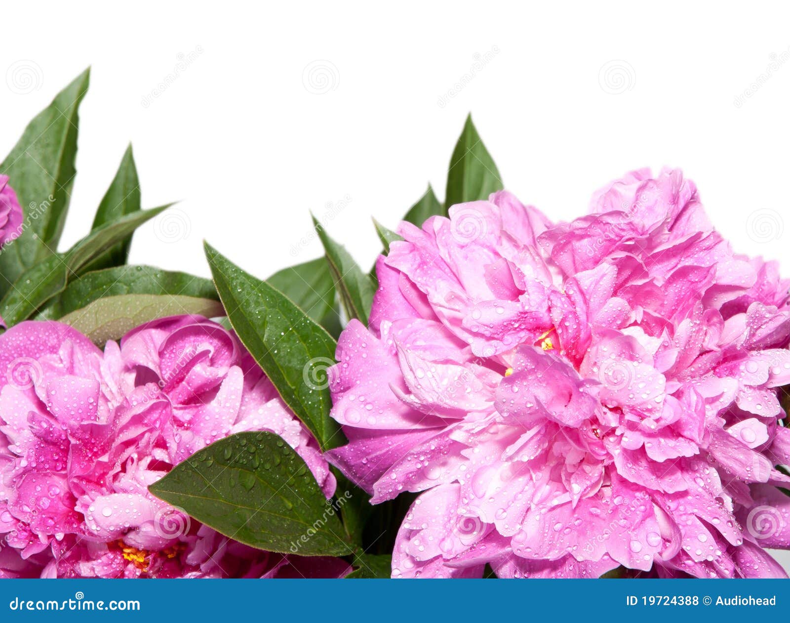 Peonies on White Background Stock Photo - Image of flora, suffruticosa ...