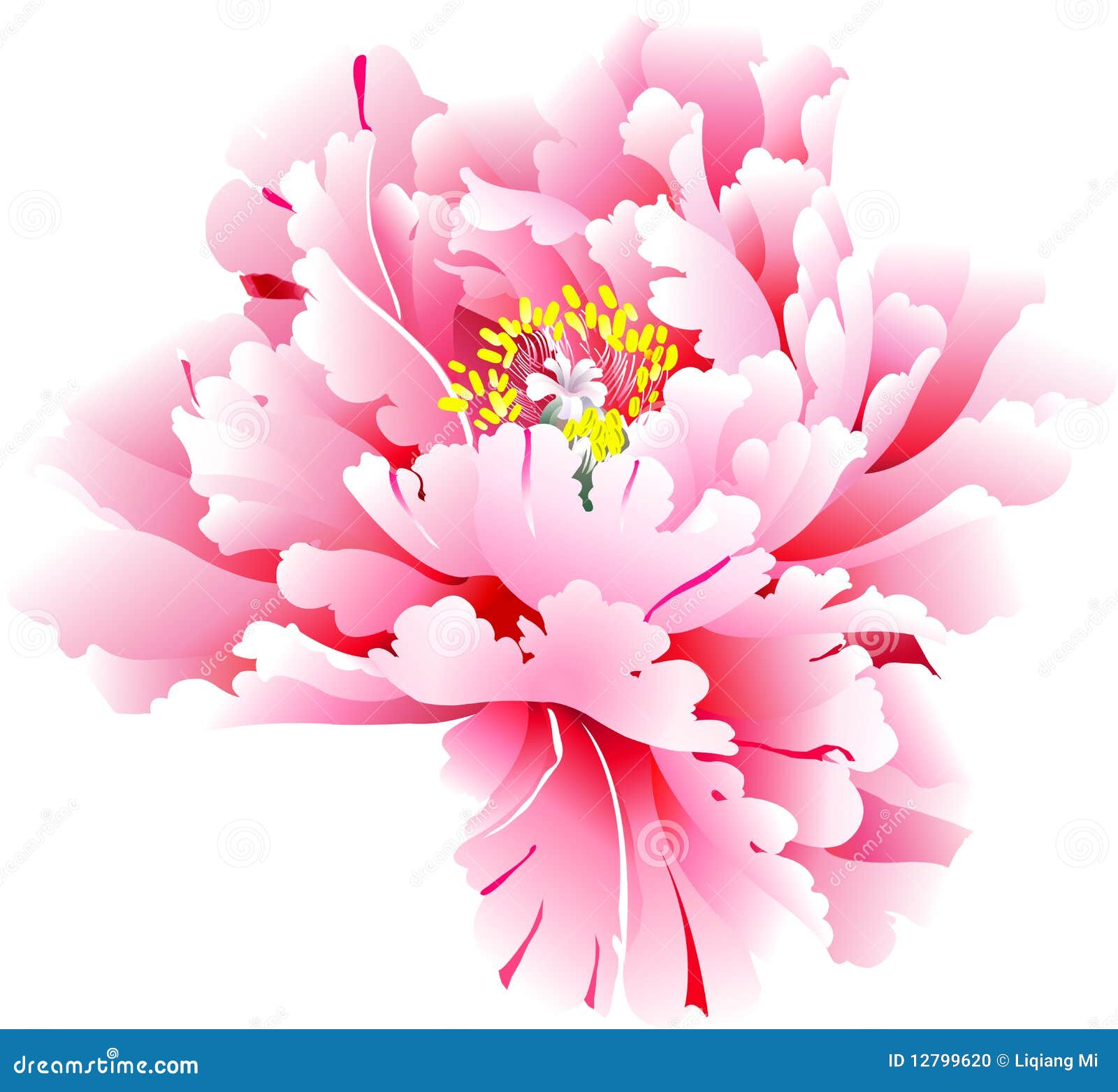 Peony stock illustration. Illustration of vector, full - 12799620