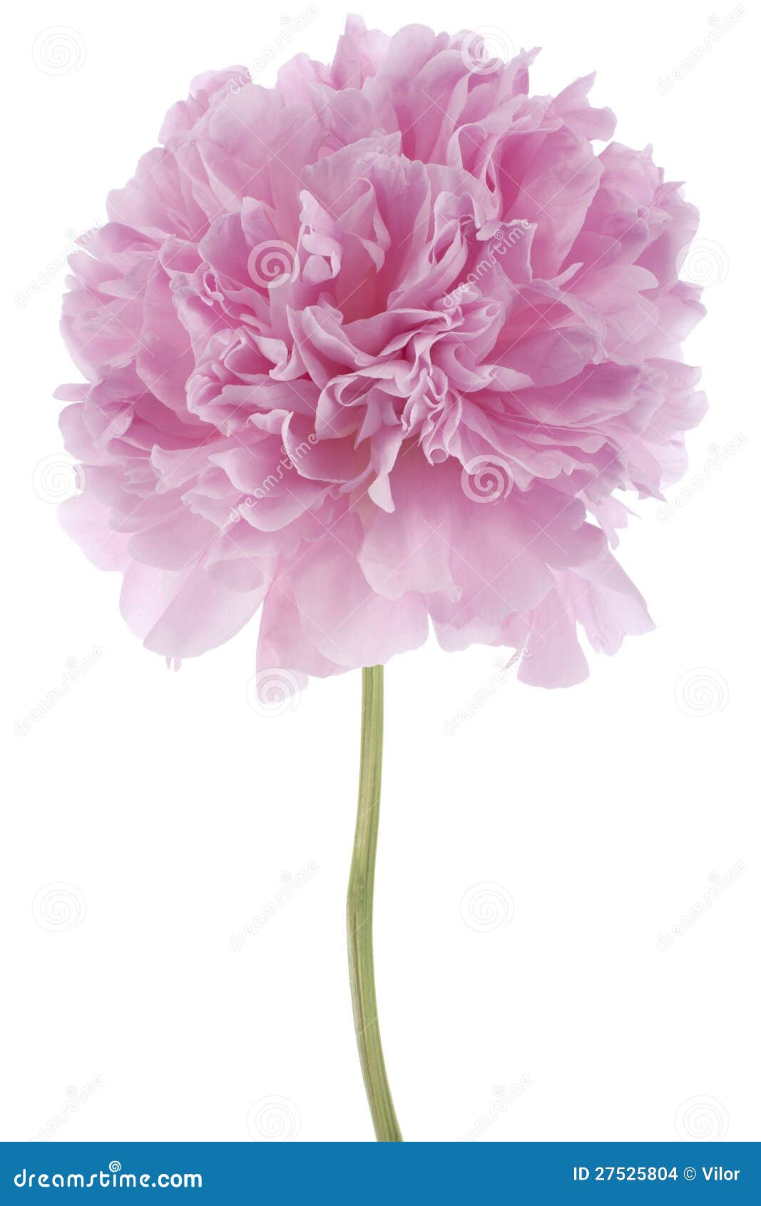 Peony stock photo. Image of macro, spring, studio, isolated - 27525804