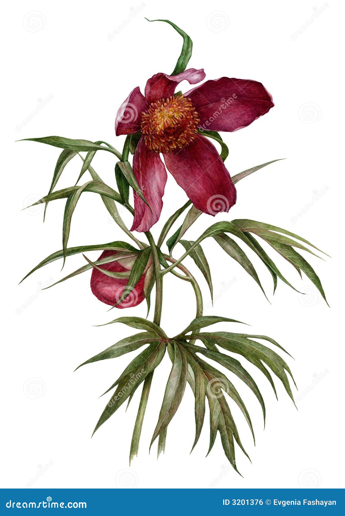 Anomala Stock Illustrations – 14 Anomala Stock Illustrations, Vectors ...