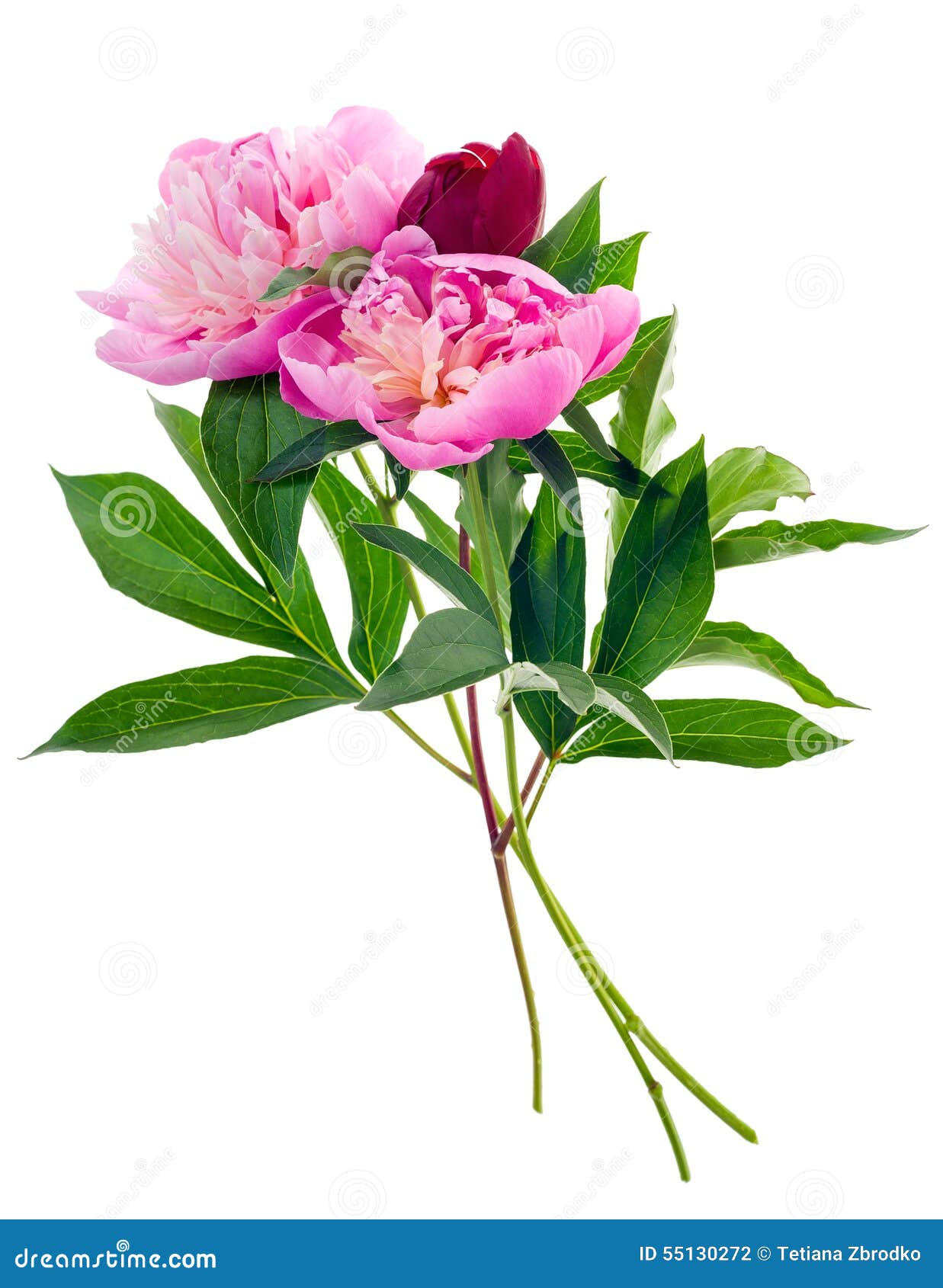 Peony bouquet isolated stock photo. Image of natural - 55130272