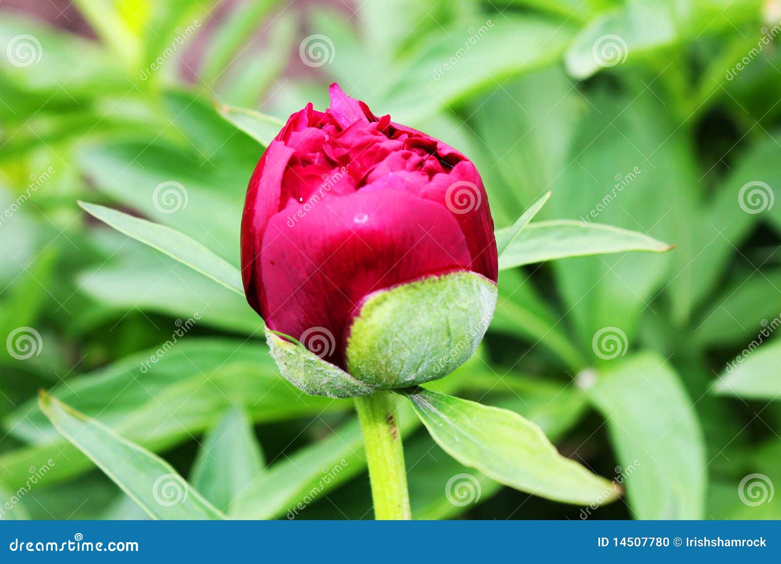 Peony bud stock photo. Image of claret, spring, blossom - 14507780