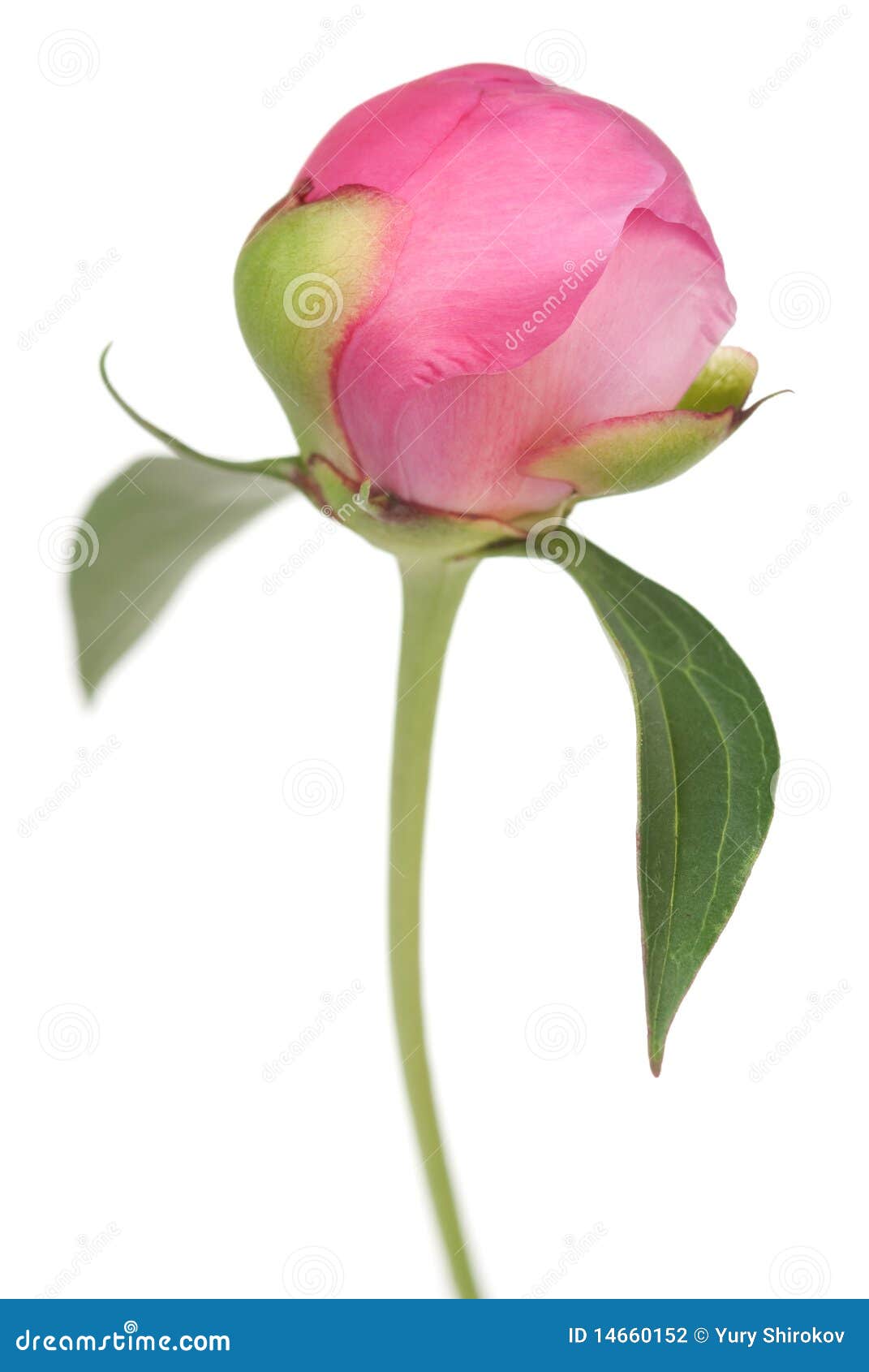 Peony bud stock photo. Image of adornment, closeup, head - 14660152