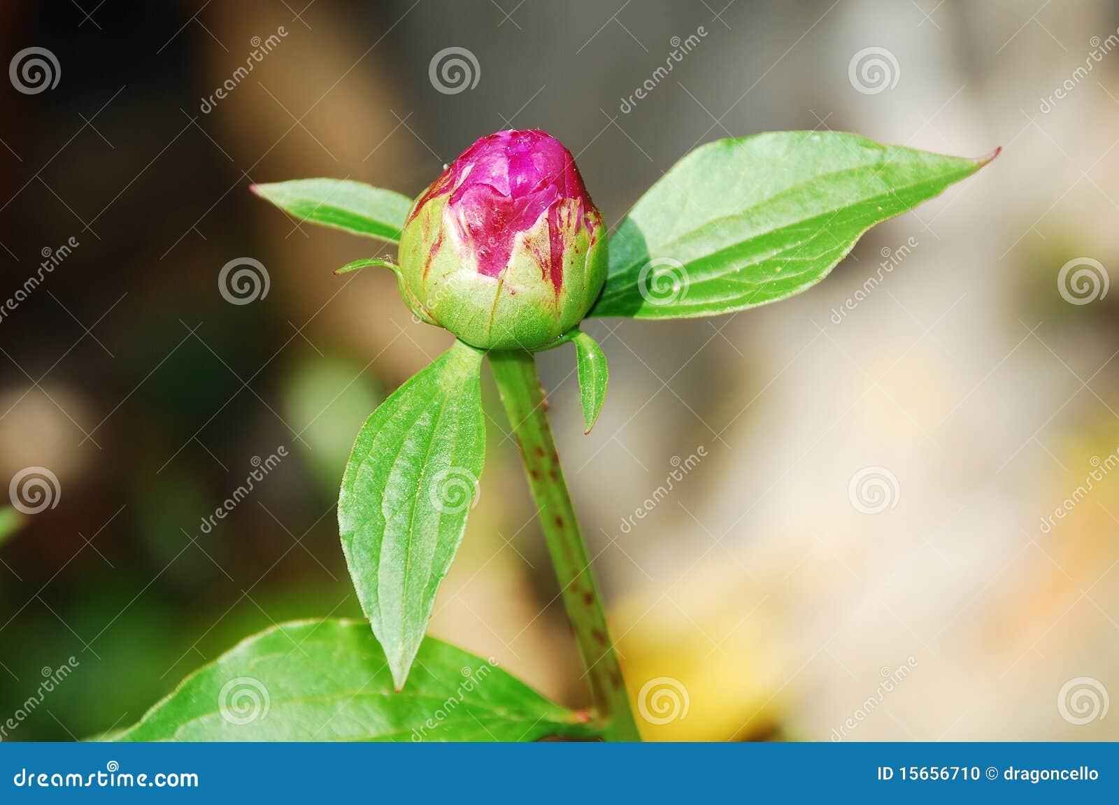 Peony Bud stock photo. Image of nature, leaf, peony, blooming - 15656710