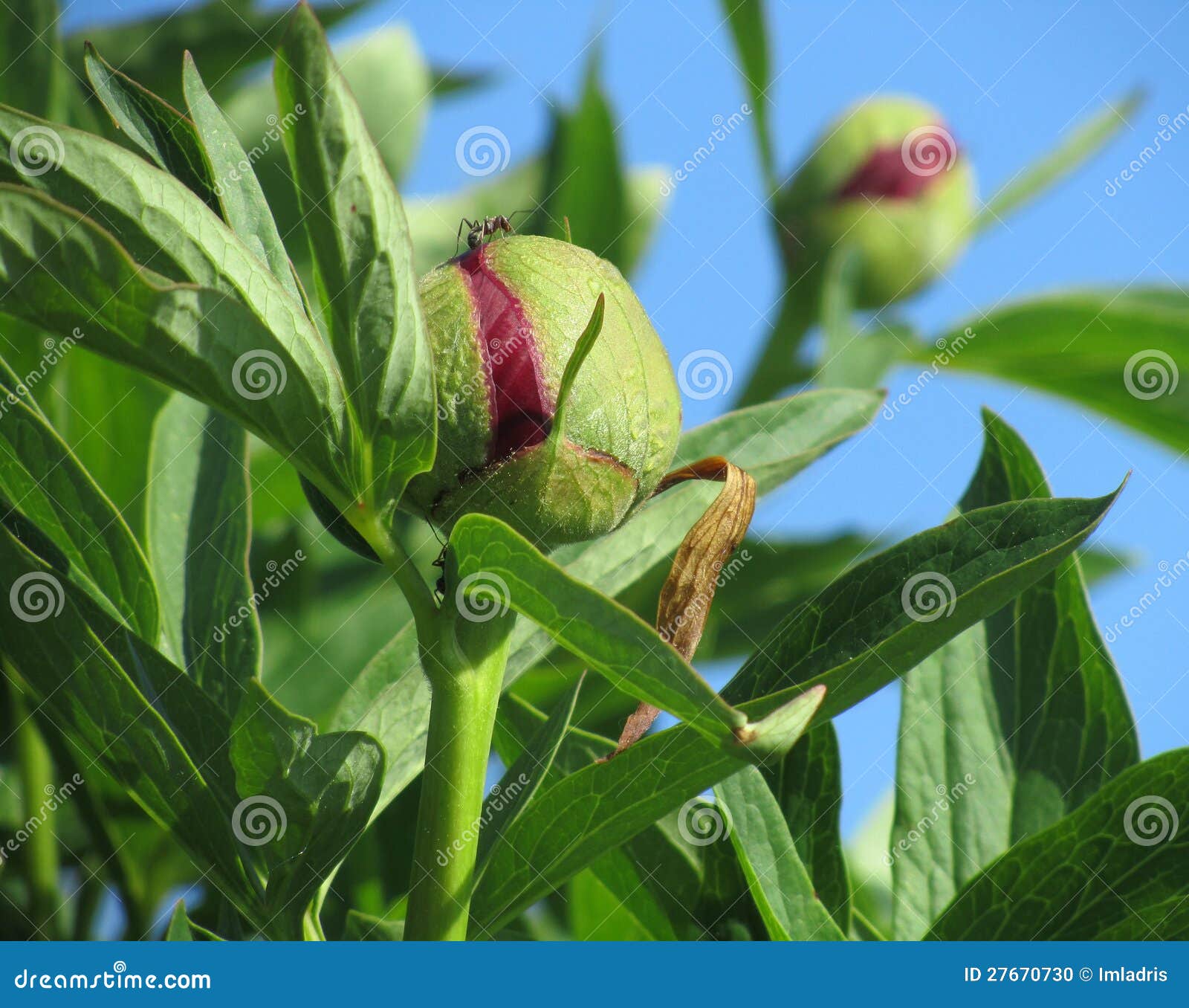 Peony in Bud stock photo. Image of deeply, bloom, cultivated - 27670730