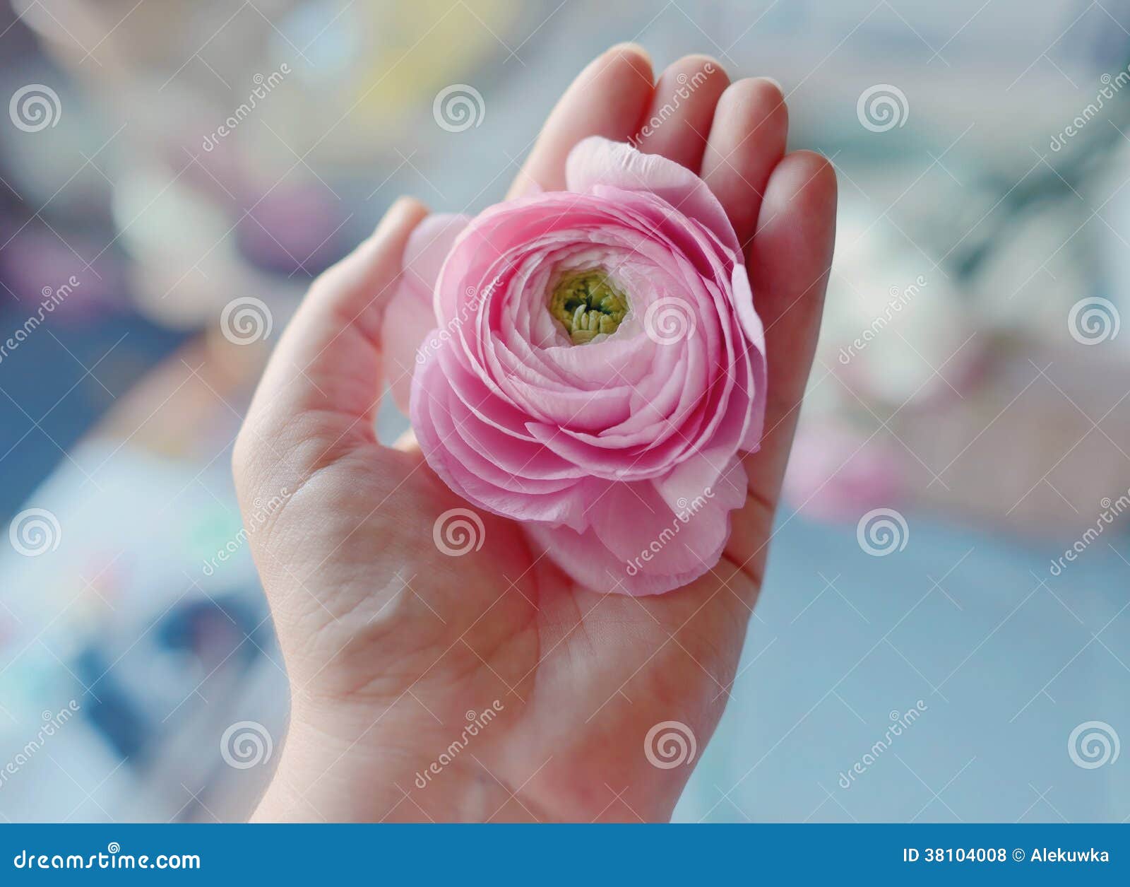 Peony bud in hand stock photo. Image of leaf, horizontal - 38104008