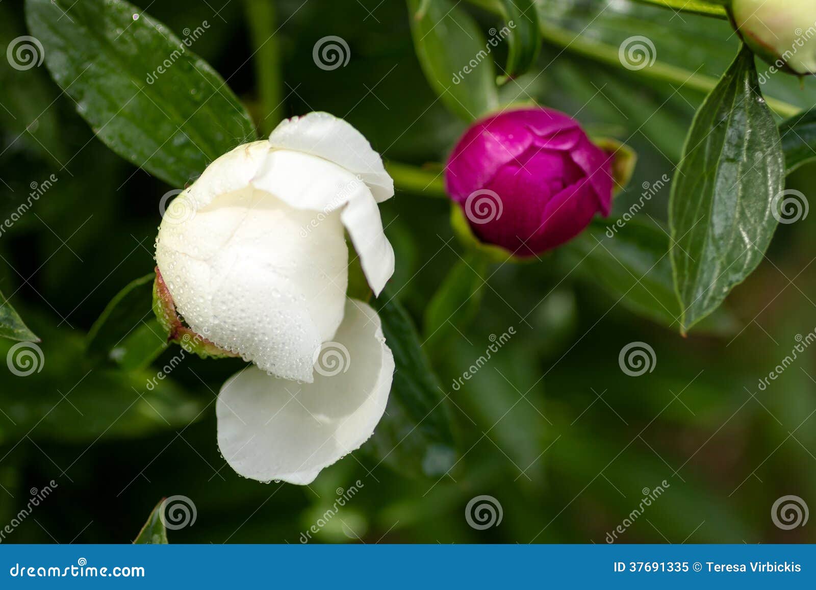 Peony Buds stock image. Image of green, born, bulb, garden - 37691335