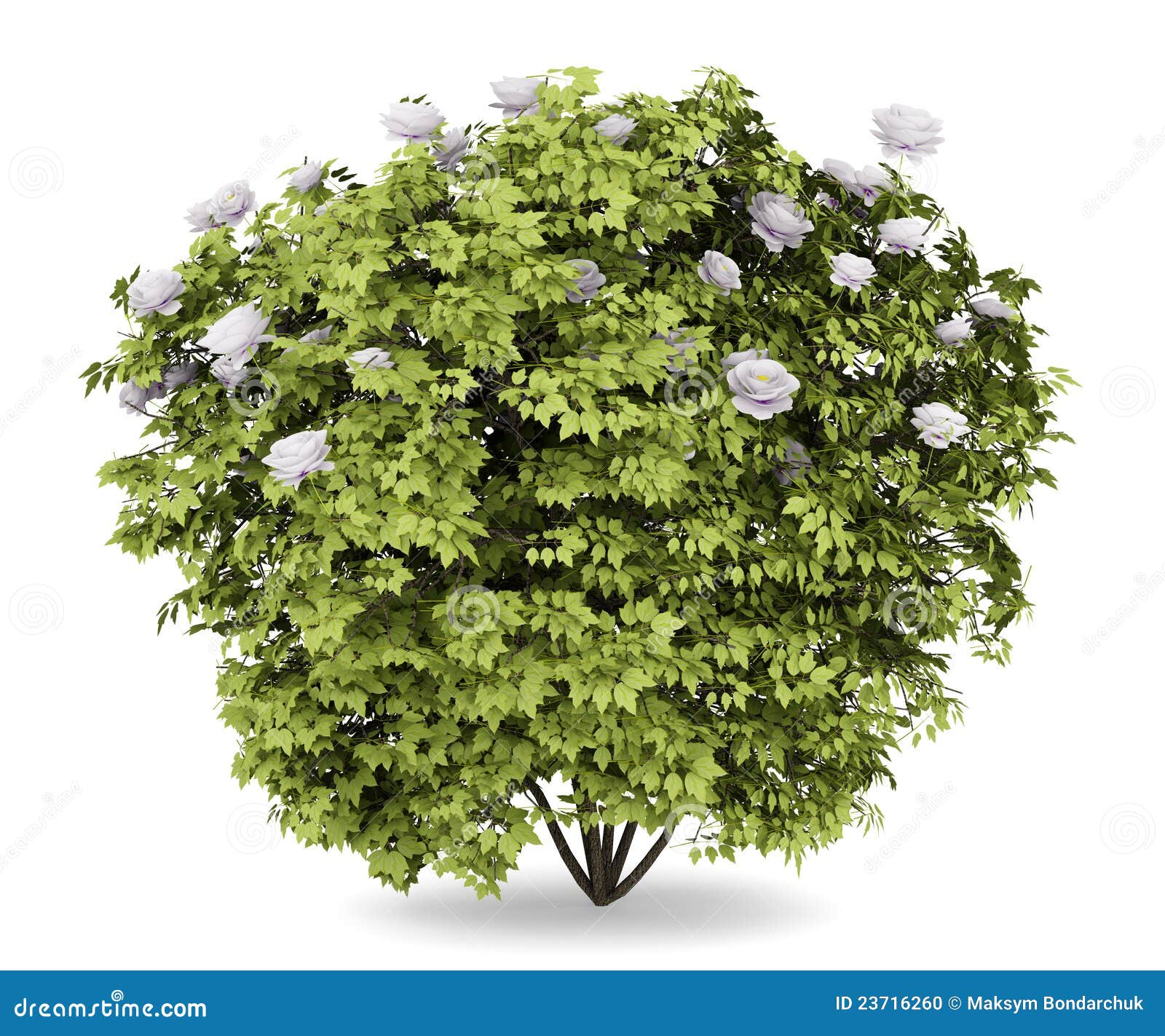 Bush Isolated On White Background Royalty-Free Stock Photography ...