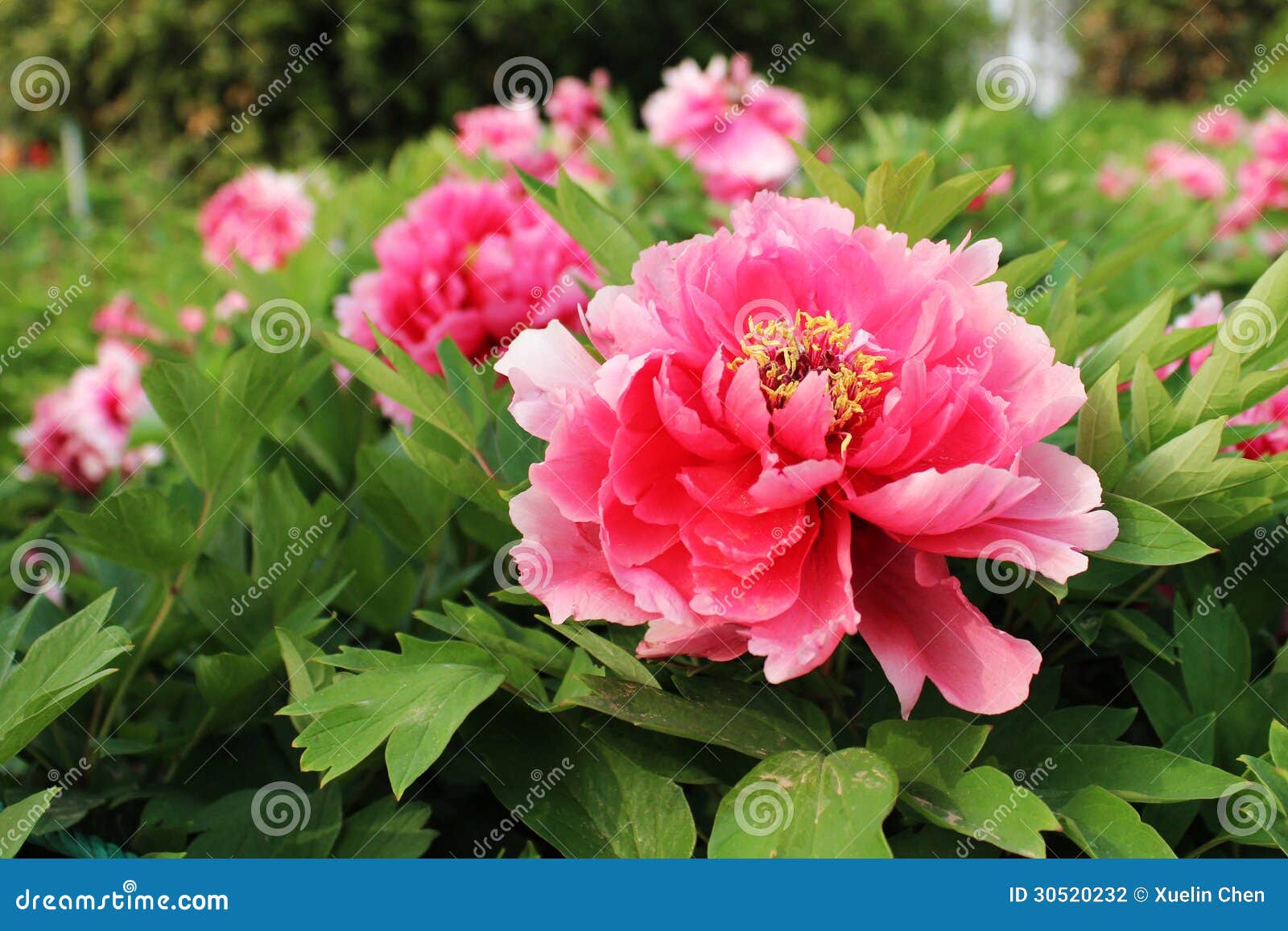 Peony stock photo. Image of stamen, leaf, beautiful, green - 30520232