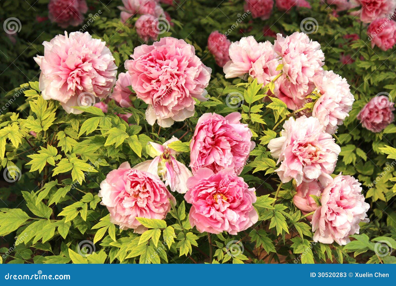Peony stock image. Image of flower, cluster, green, beautiful - 30520283
