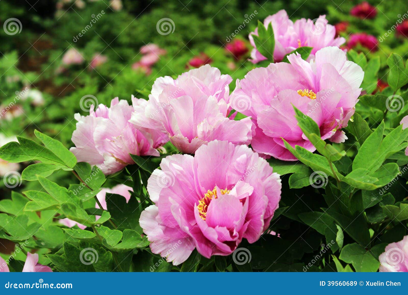 Peony stock image. Image of peony, bloom, stamen, leaf - 39560689