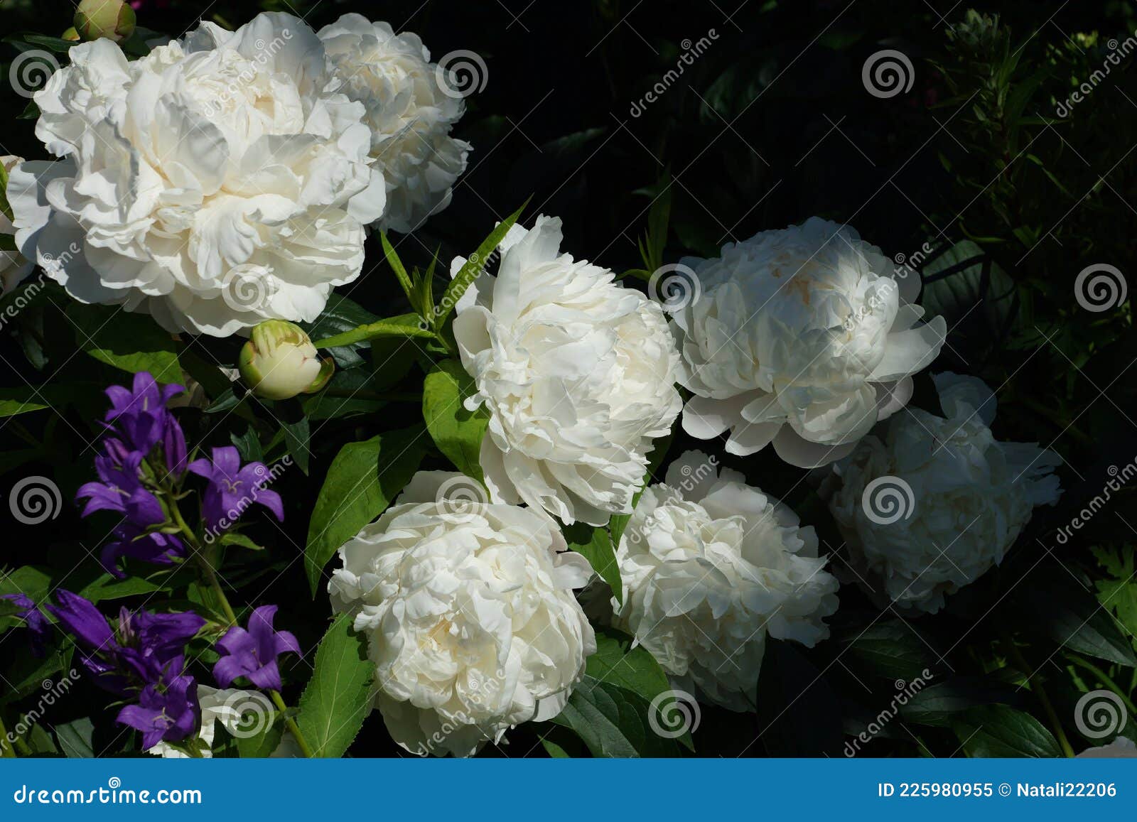 Peony Corinne Wersan. Flor De Peón Blanco Doble. Imagen de archivo ... Peony Corinne Wersan. Flor De Peón Blanco Doble. Imagen de archivo ...