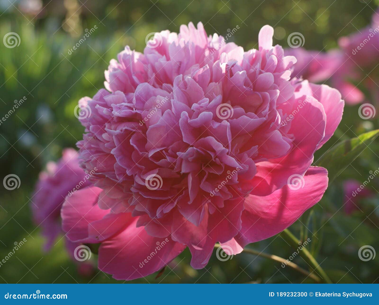 Peony `Edulis Superba` in the Sunlight Stock Photo - Image of nature ...