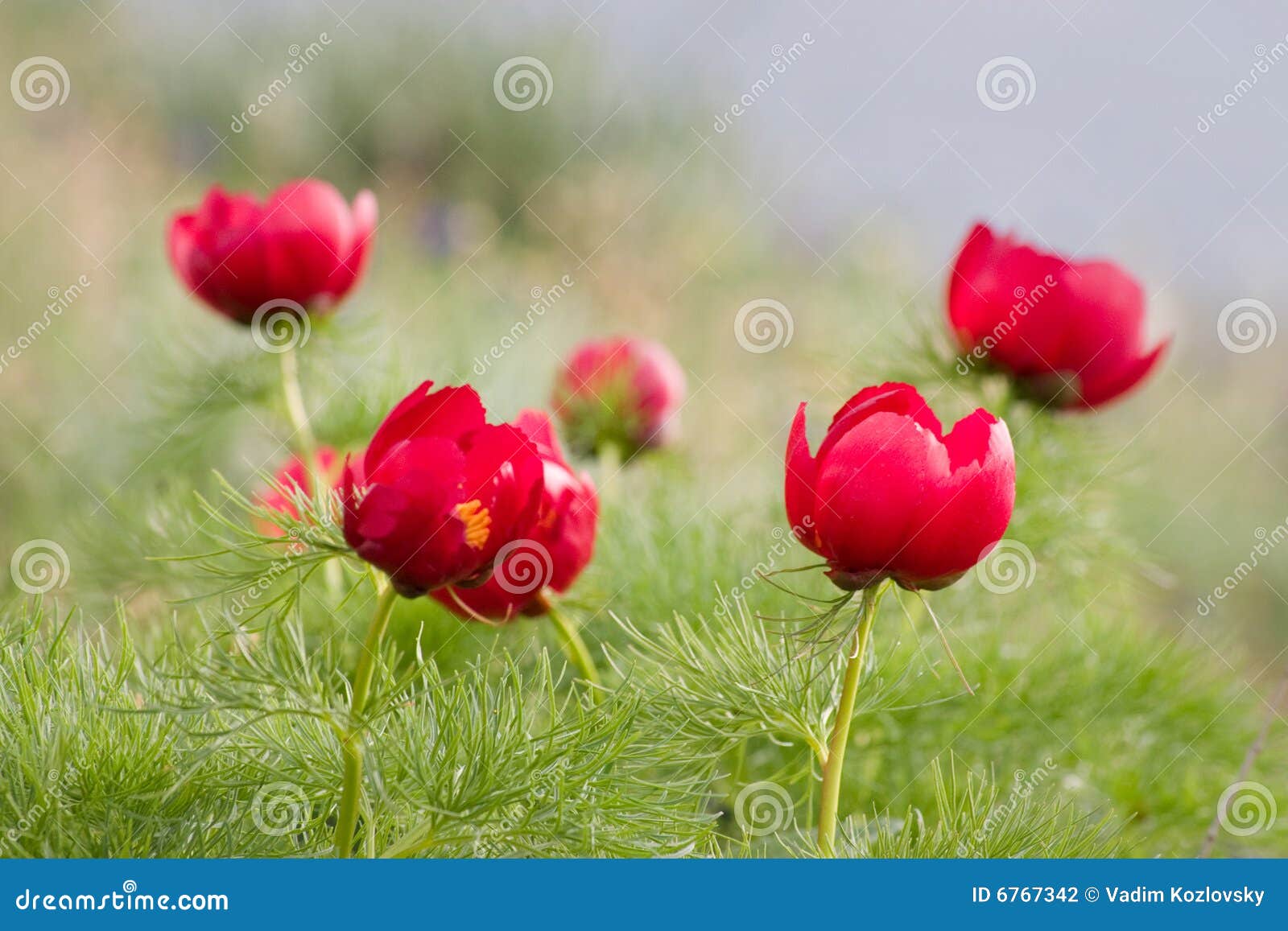 Peony field stock photo. Image of ukraine, gardening, plant - 6767342