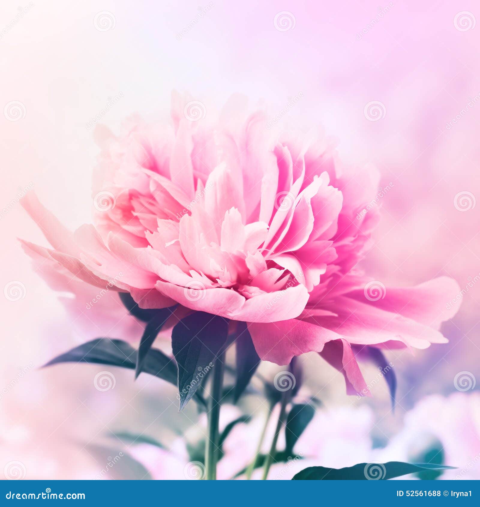 Peony floral background stock photo. Image of soft, aroma - 52561688