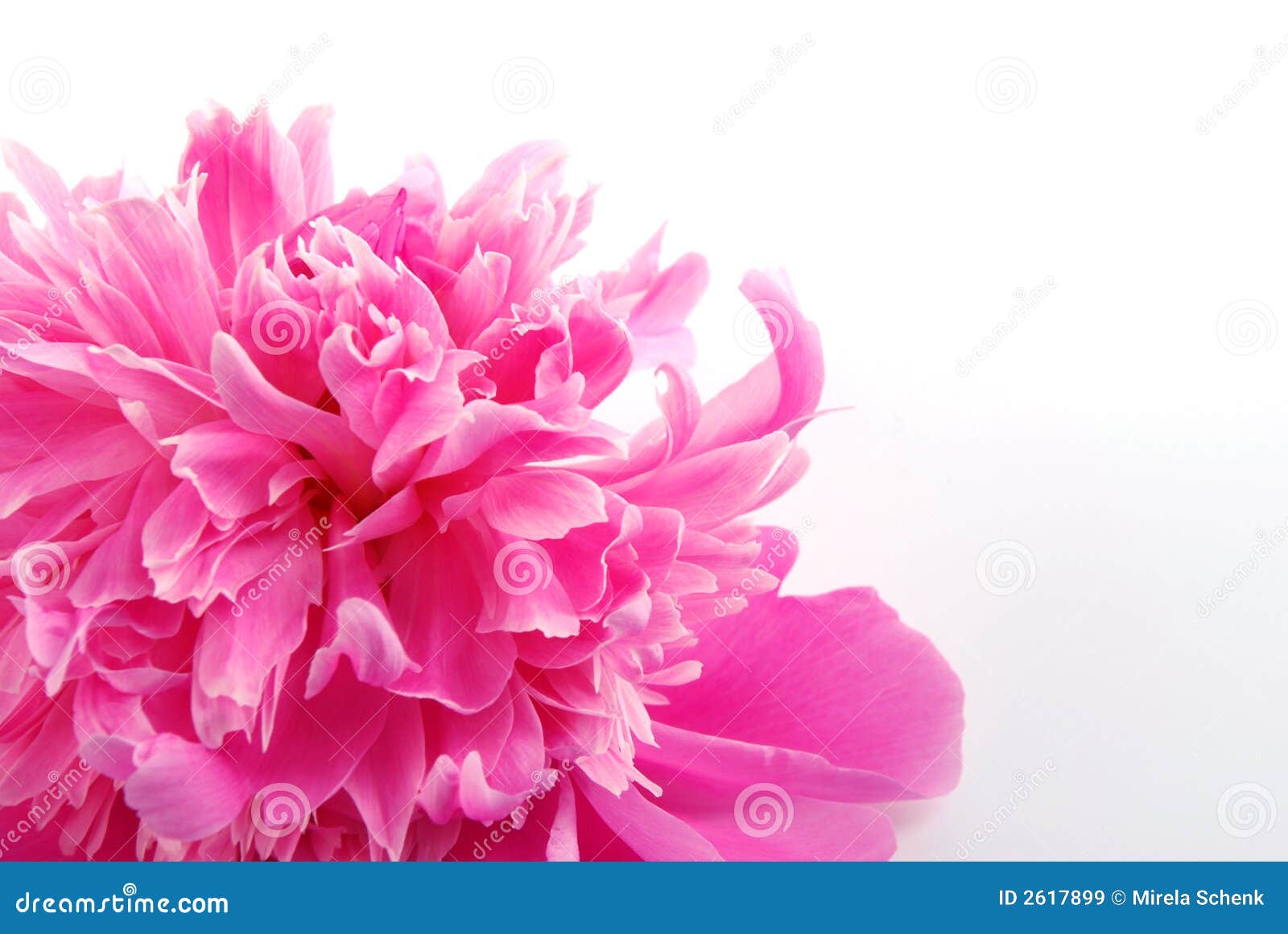 Peony Flower Pattern Royalty-Free Stock Photo | CartoonDealer.com #23892711
