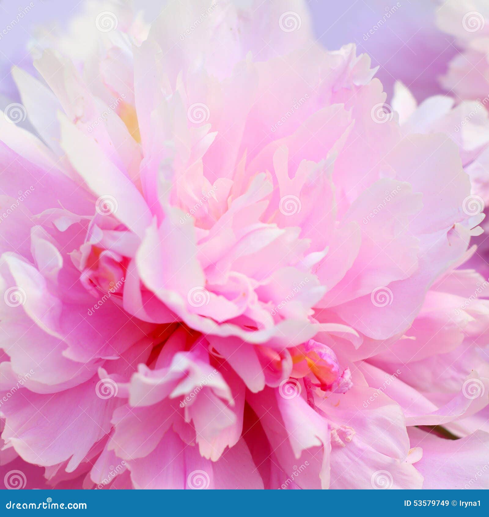 Peony flower background stock image. Image of background - 53579749