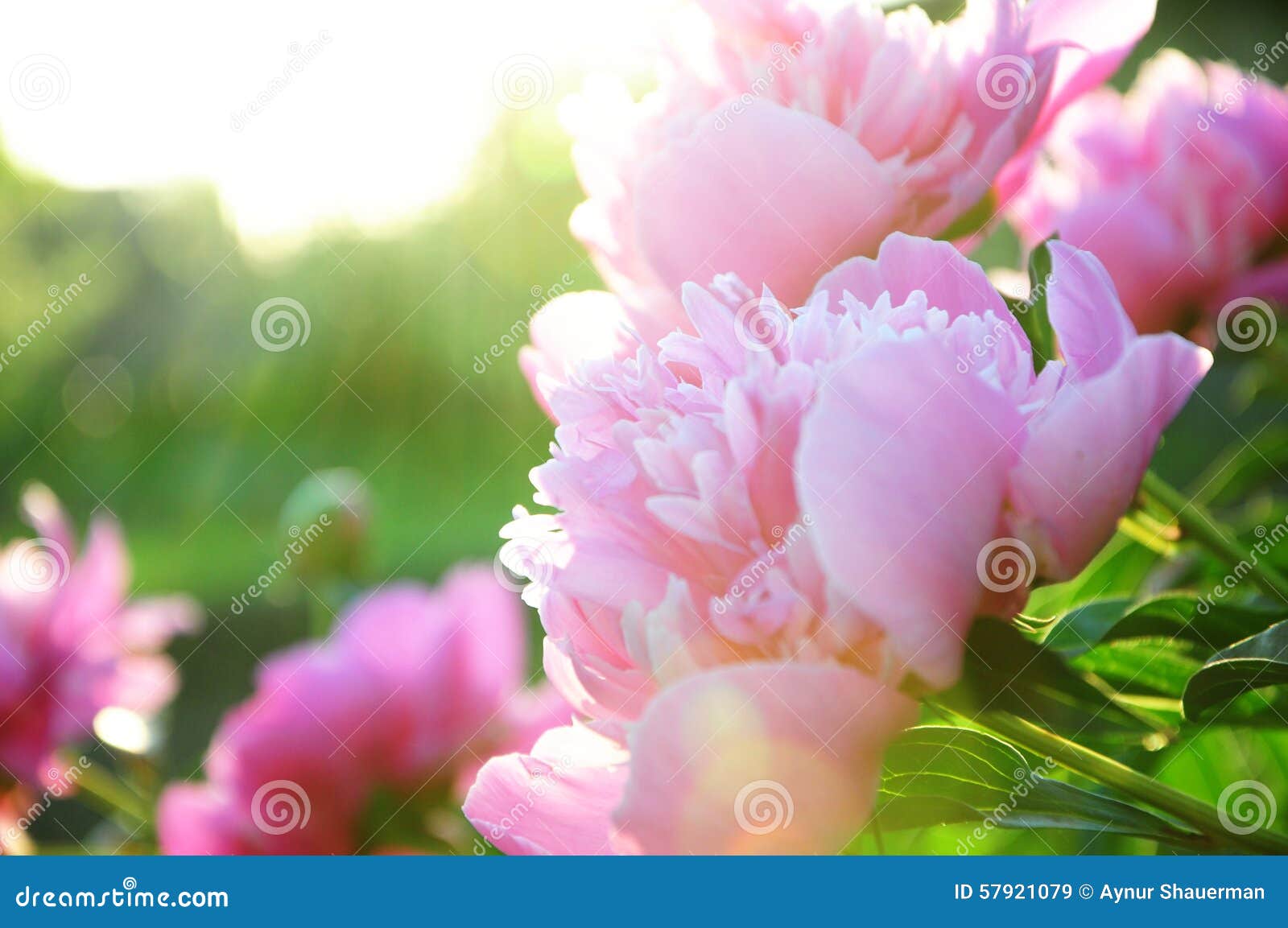 Peony Flower Blossoming in Sun Rays Stock Image - Image of fragrance ...