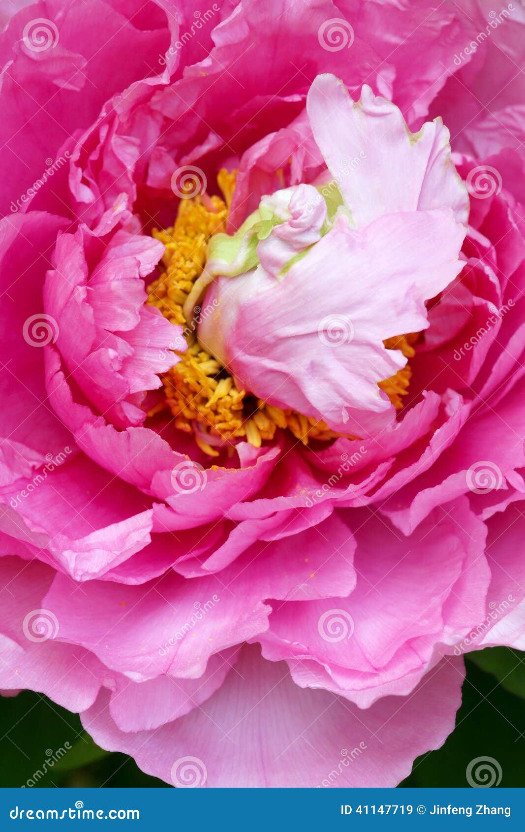Peony flower center stock image. Image of blooming, stamen - 41147719