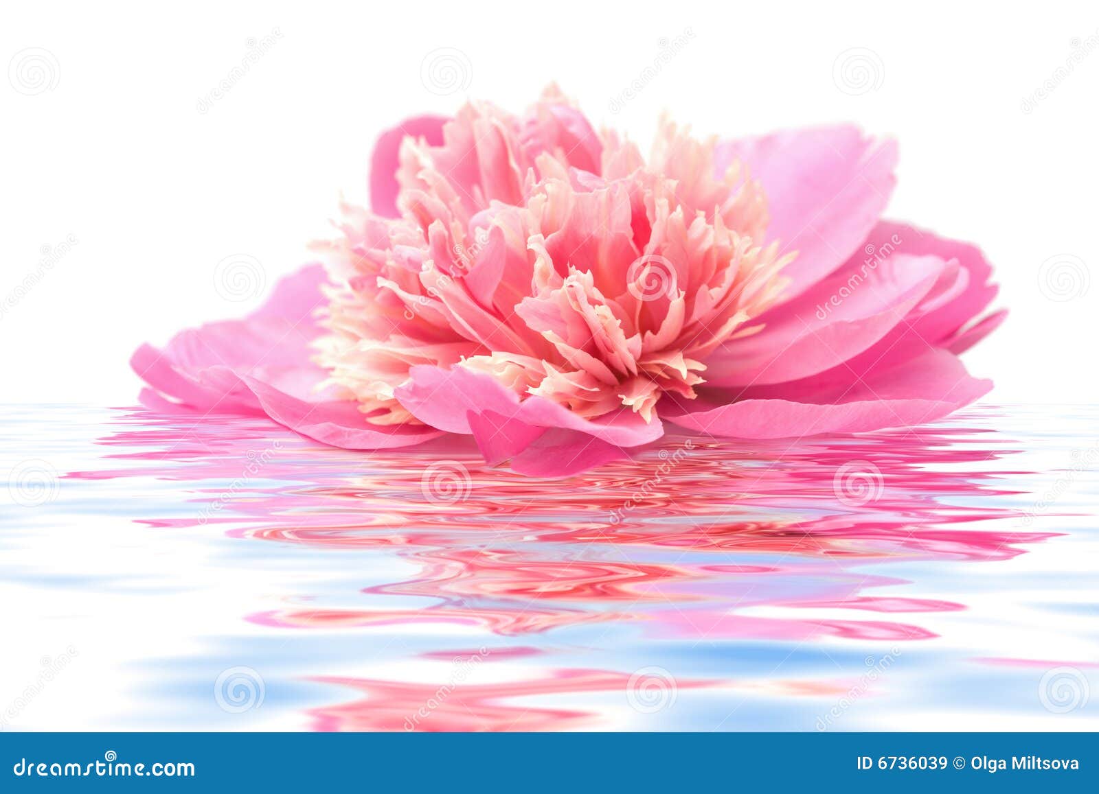 Flower Of Floating Ludwigia Stock Photography | CartoonDealer.com ...
