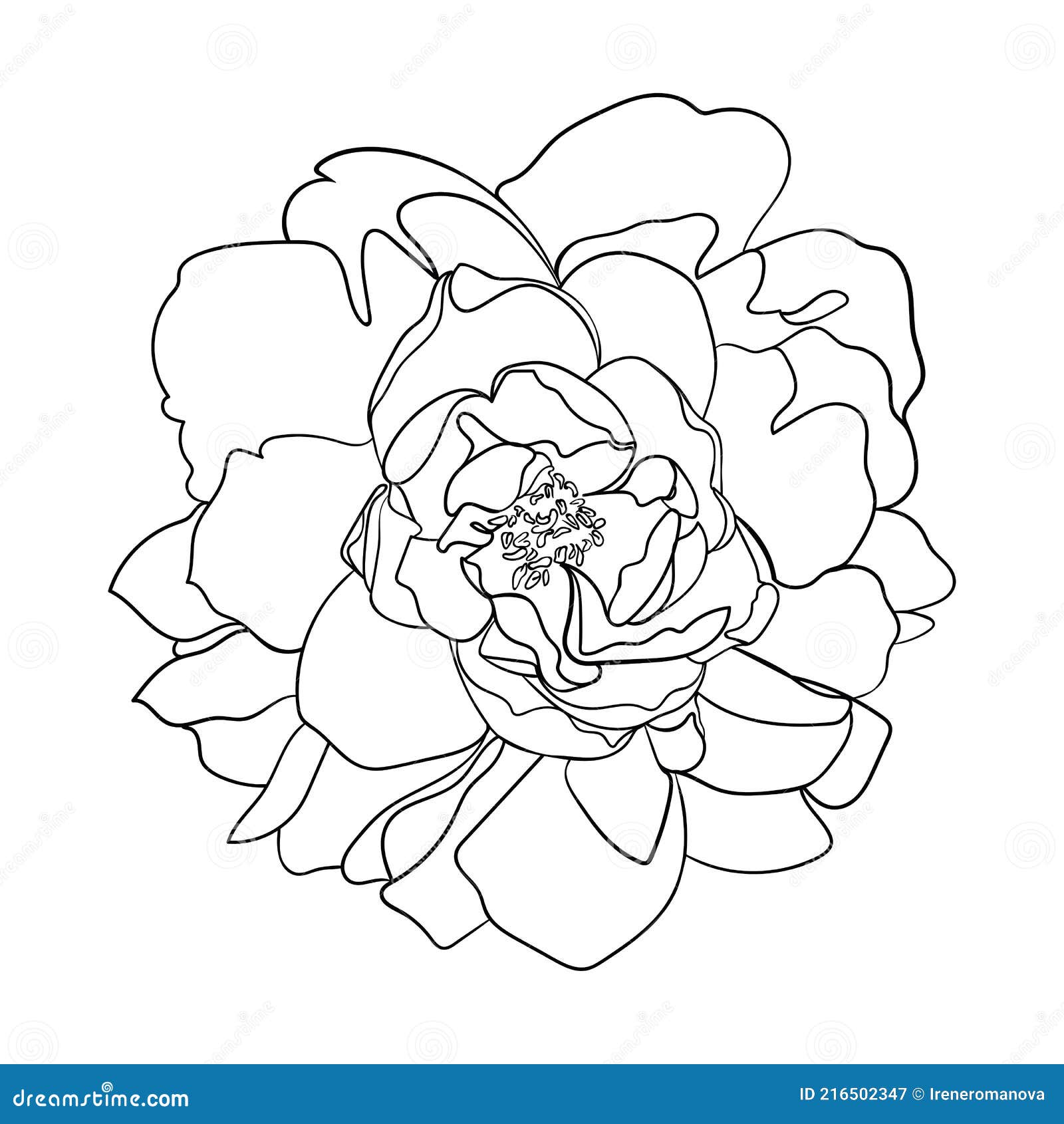 Peony flower. Line drawing stock vector. Illustration of nature - 216502347