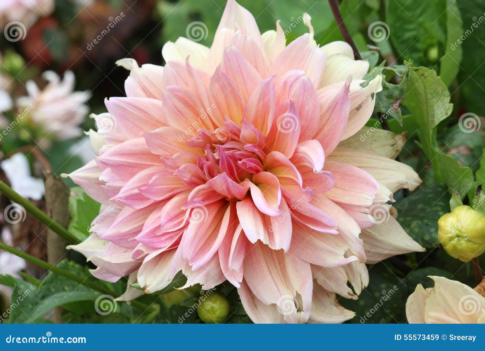 Peony flower stock image. Image of colored, petal, background - 55573459