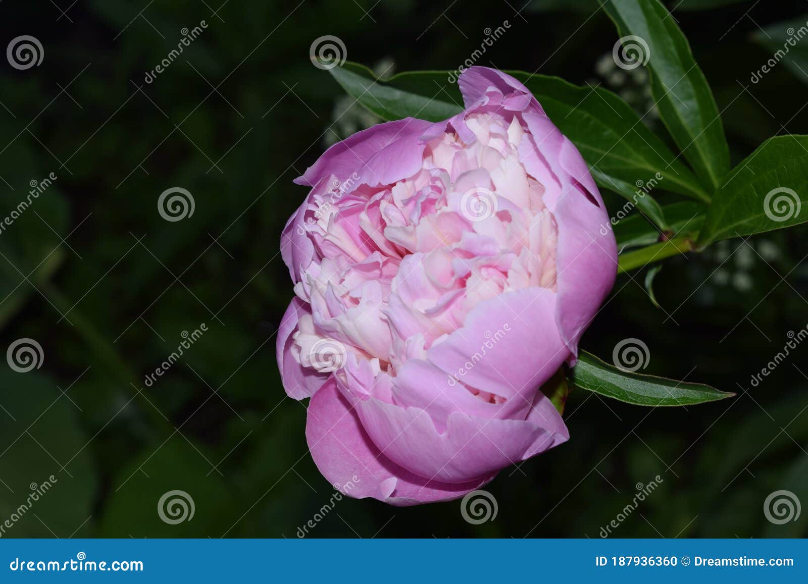 Peony flower stock photo. Image of tree, flower, soil - 187936360