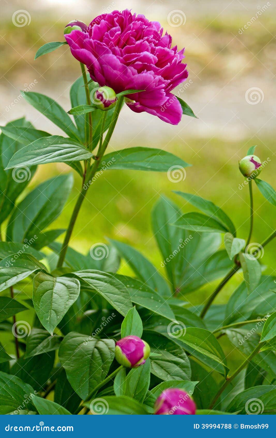 Peony Flower stock photo. Image of garden, floral, leaf - 39994788