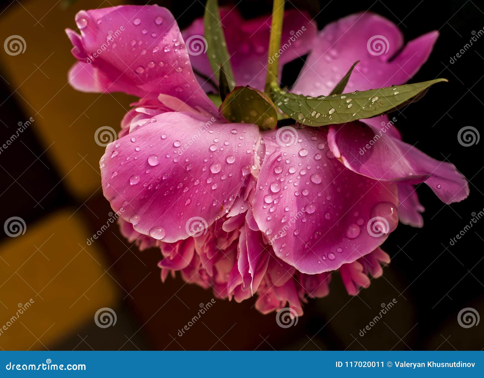 Peony Flower after Summer Rain and Thunderstorms Stock Image - Image of ...