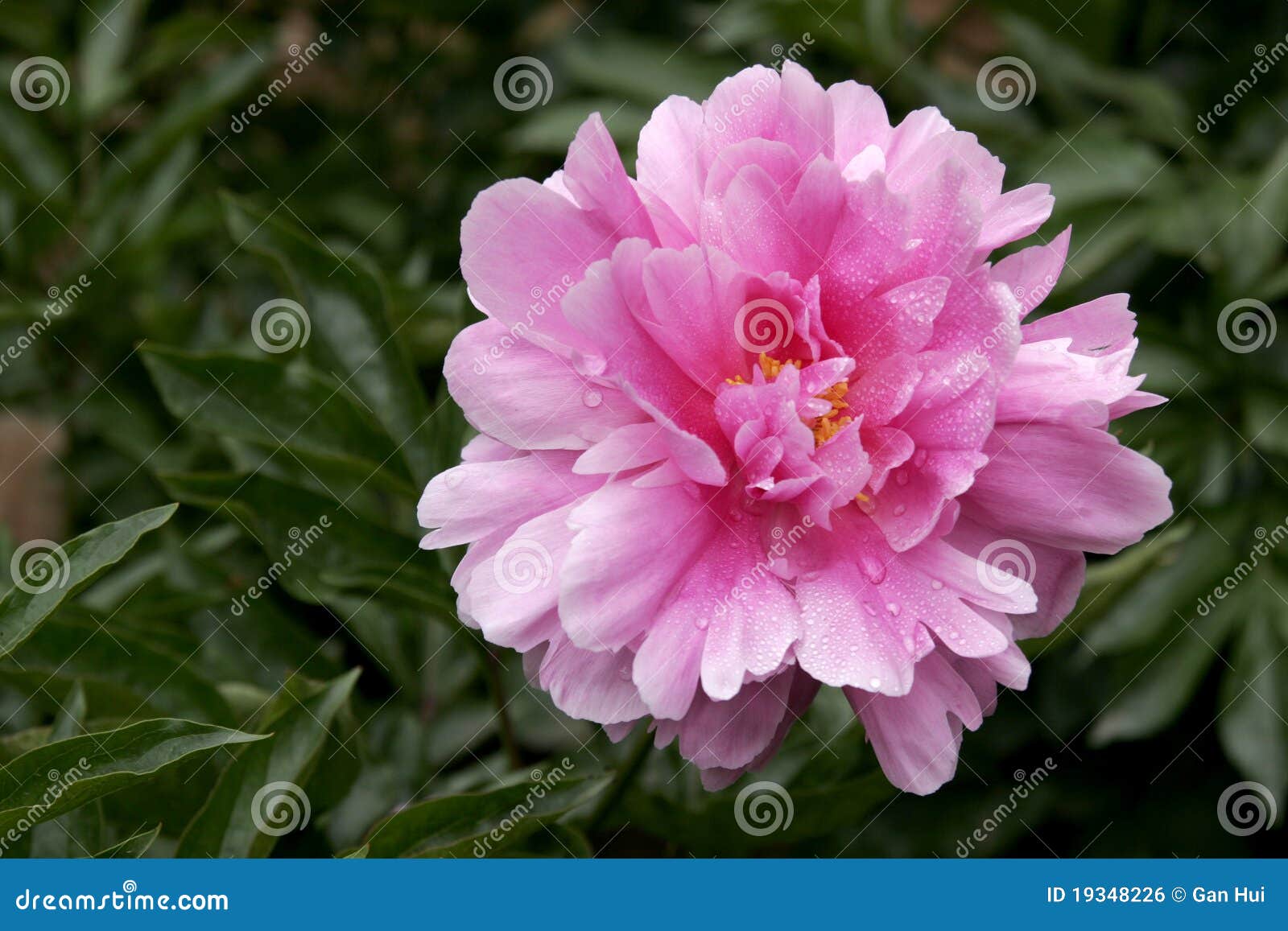 Peony Flower Pattern Royalty-Free Stock Photo | CartoonDealer.com #23892711