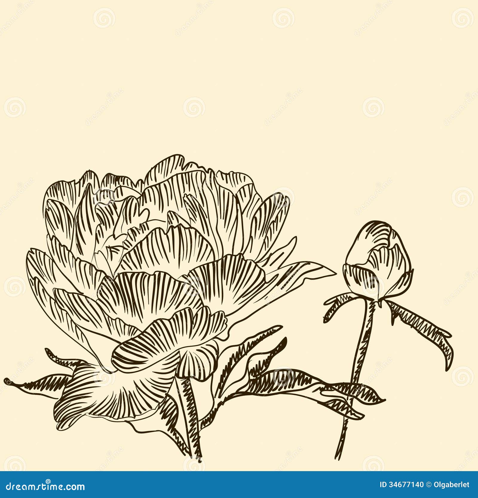 Peony flowers stock vector. Illustration of floral, flowers - 34677140