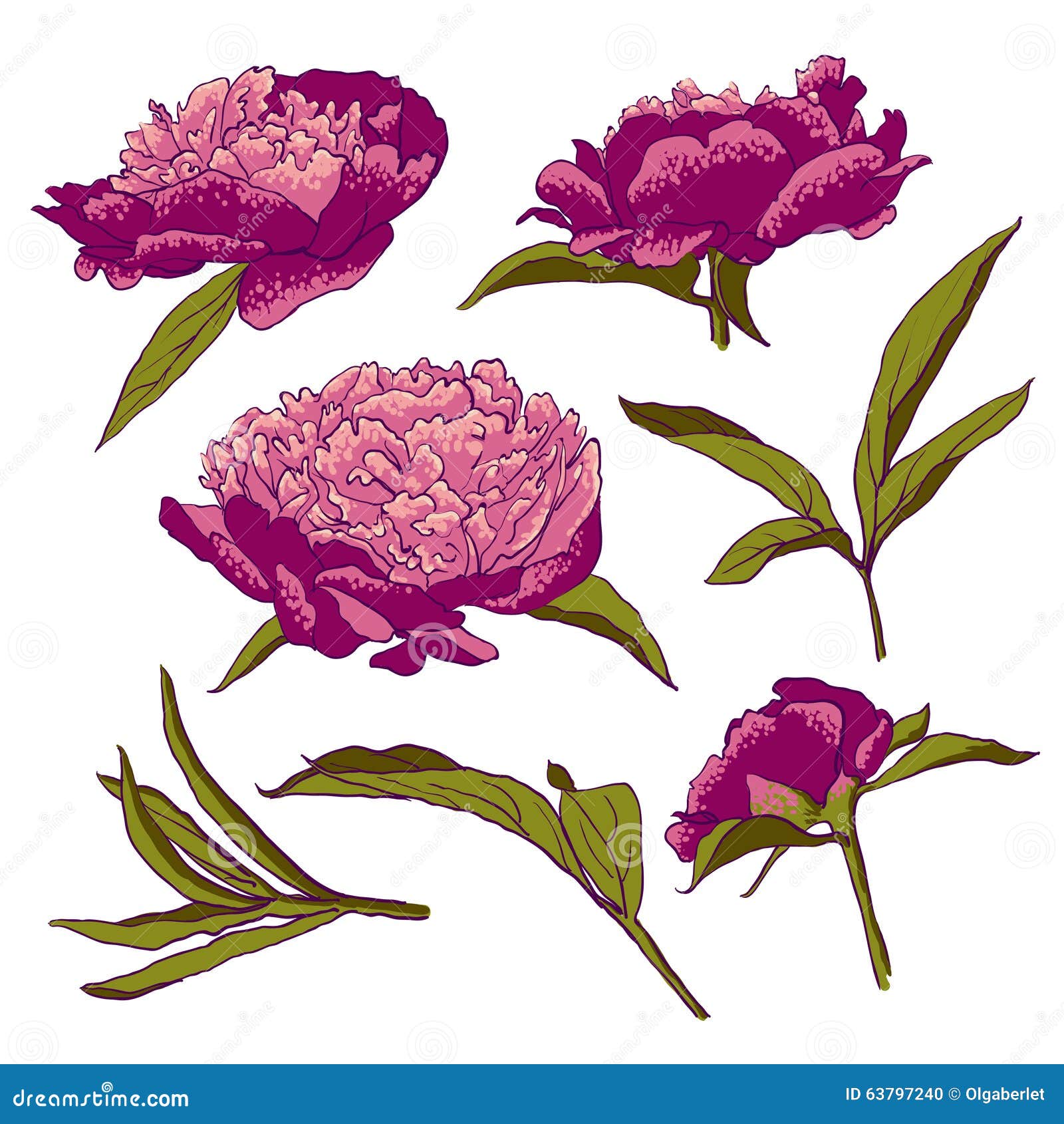 Peony Flowers Vector Llustration Set Stock Vector - Illustration of ...
