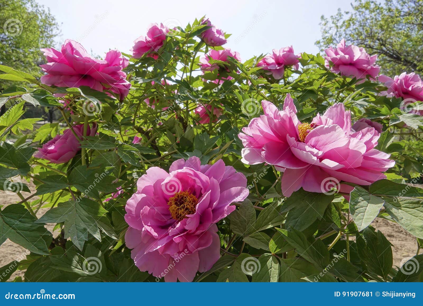 Peony flowres stock image. Image of flowering, flowres - 91907681