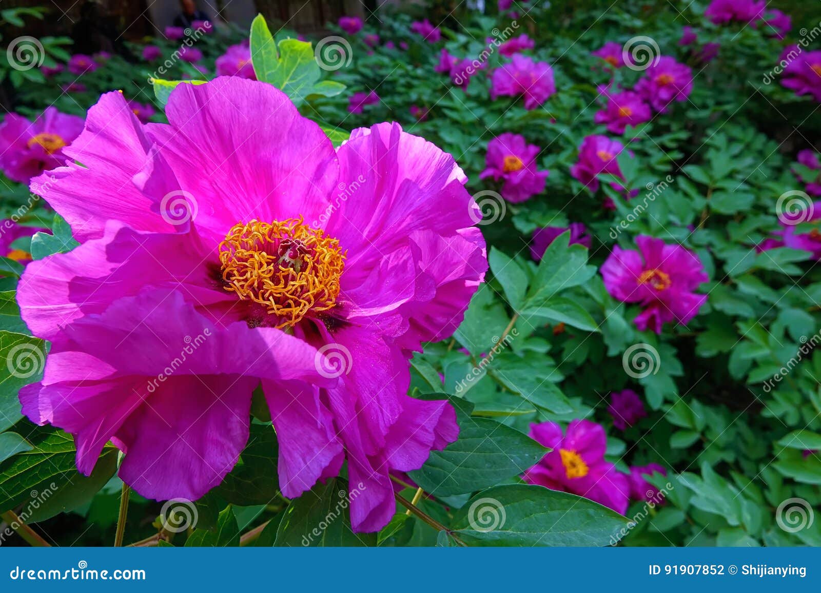 Peony flowres stock photo. Image of flowering, purple - 91907852