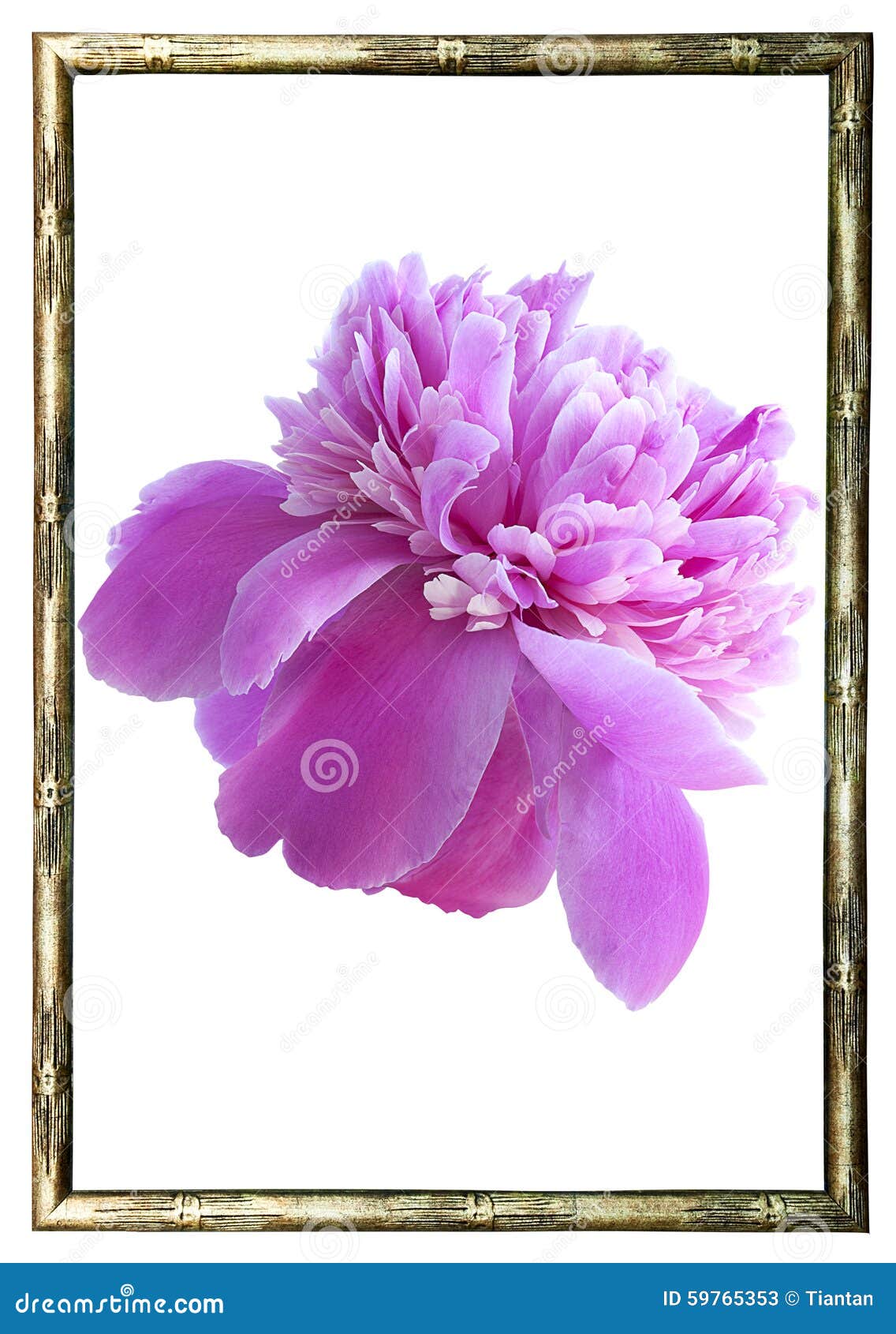 Peony in frame stock image. Image of grow, natural, beautiful - 59765353