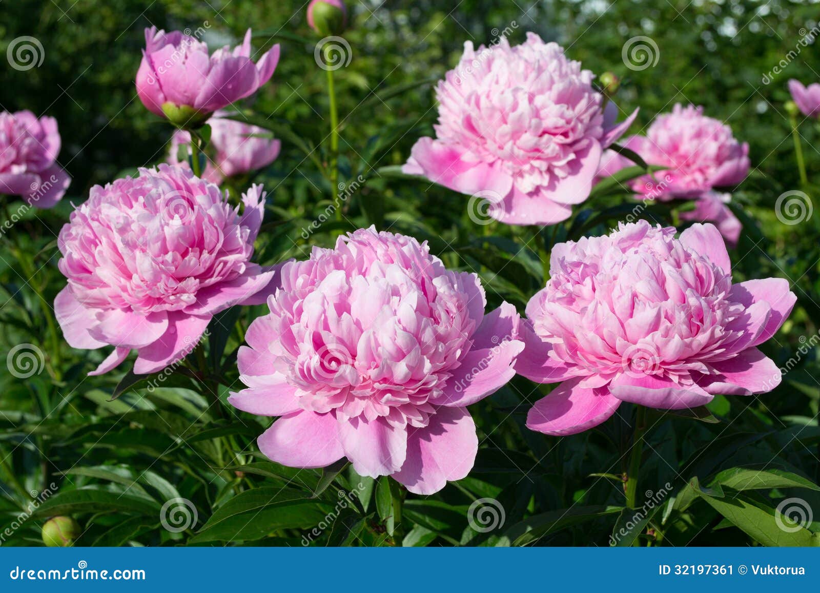 Peony garden stock image. Image of background, love, floreal - 32197361