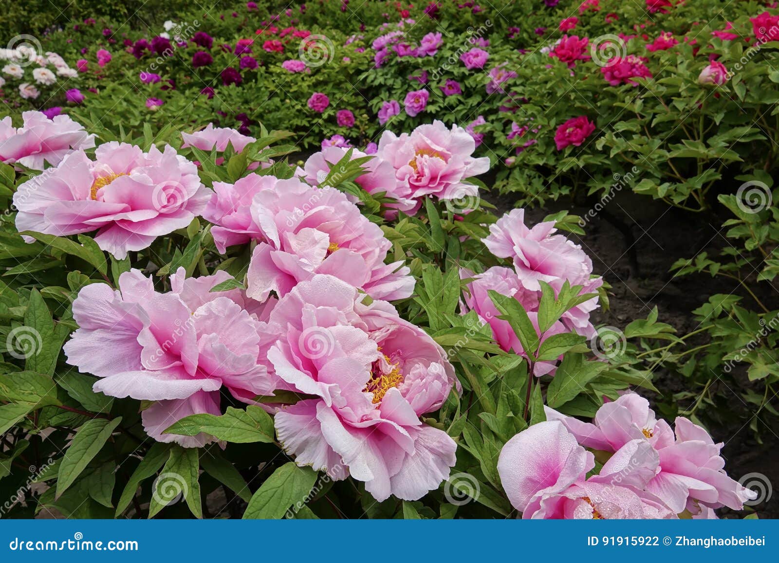 Peony garden stock photo. Image of pink, flower, bloom - 91915922