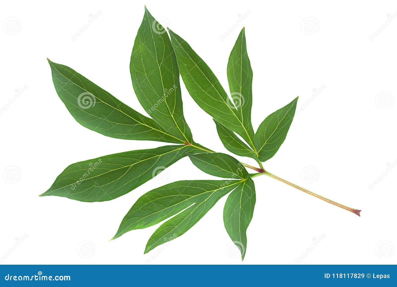 Peony Leaf Closeup on White Stock Image - Image of closeup, isolate ...