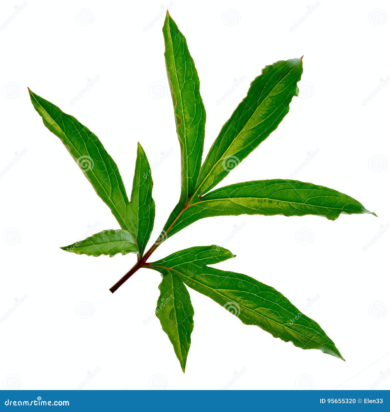 Peony leaf stock photo. Image of plant, floral, closeup - 95655320