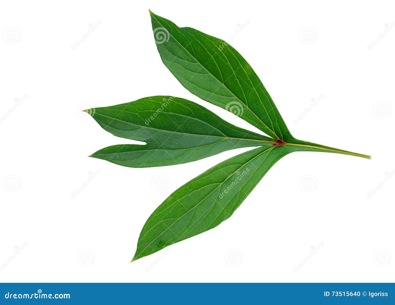 Peony Plant Leaves