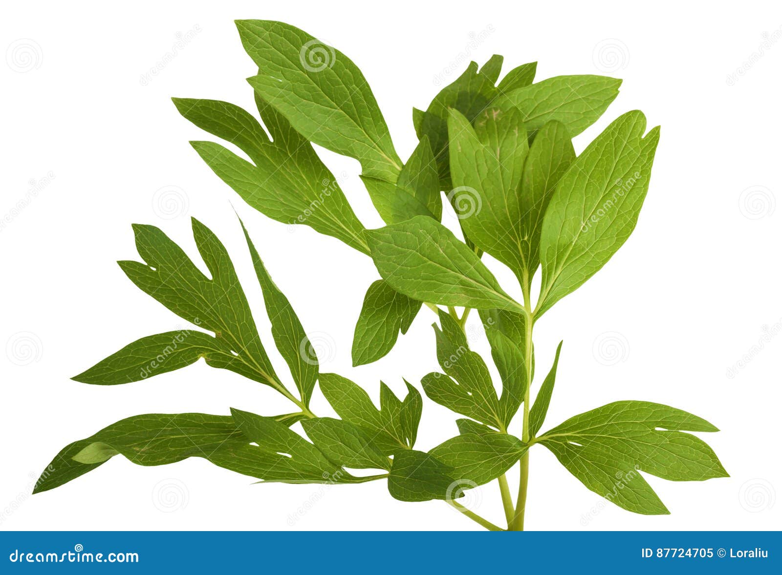 Peony Leaf Isolated on White Background Stock Image - Image of ...