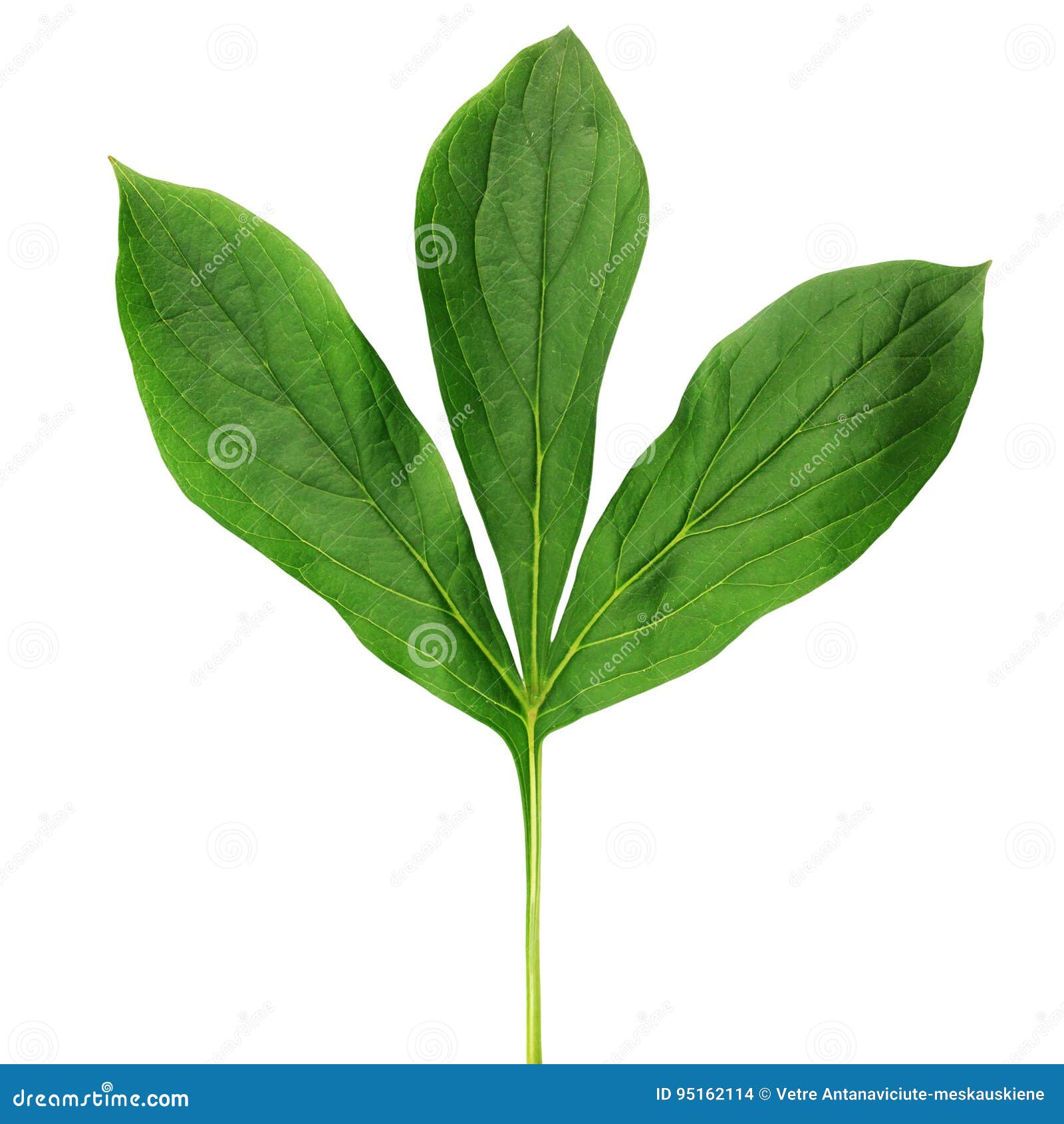 Peony Leaf Isolated on White Stock Photo - Image of bush, margin: 95162114